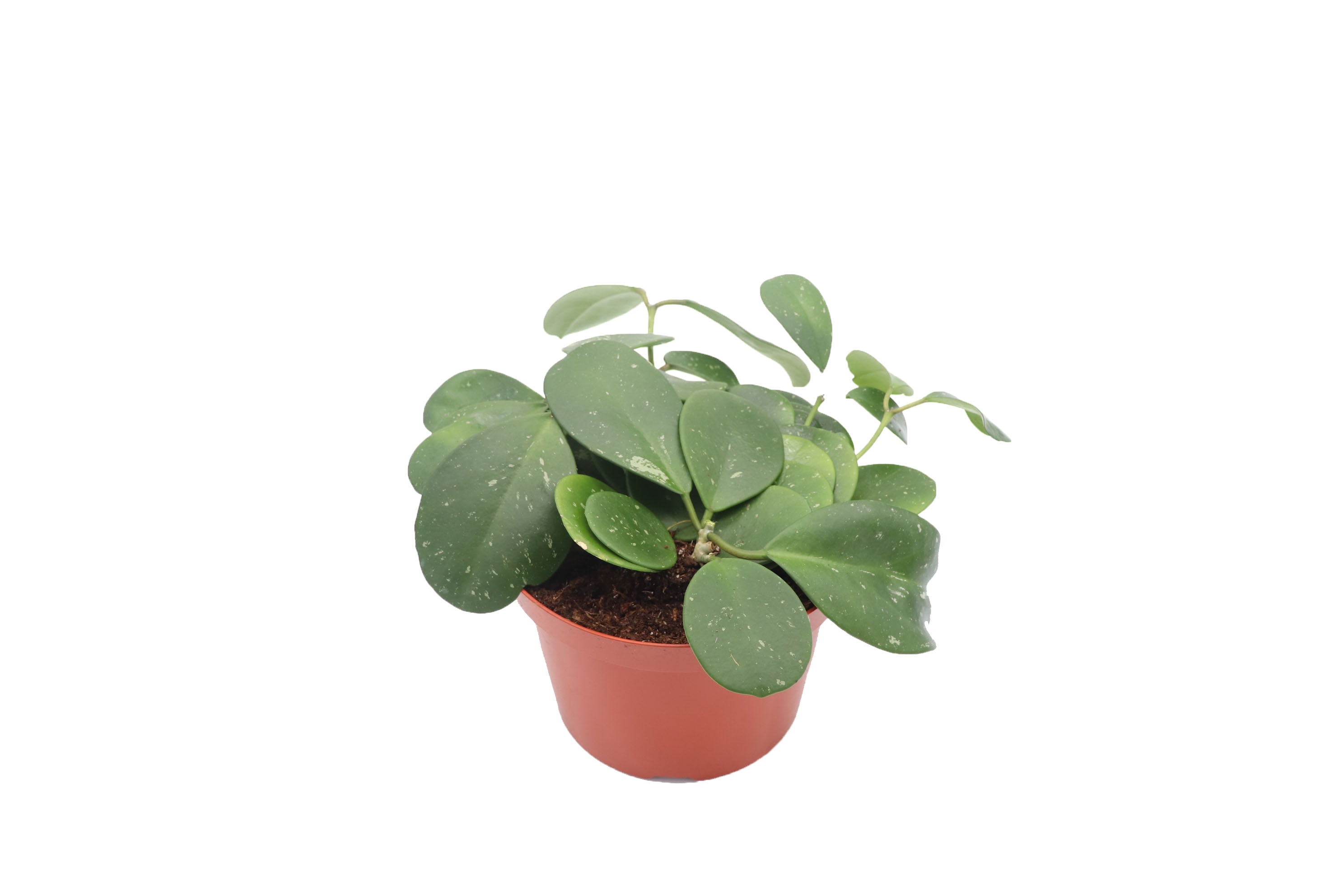 Hoya Obovata Splash - 8'' from California Tropicals - Walmart.com