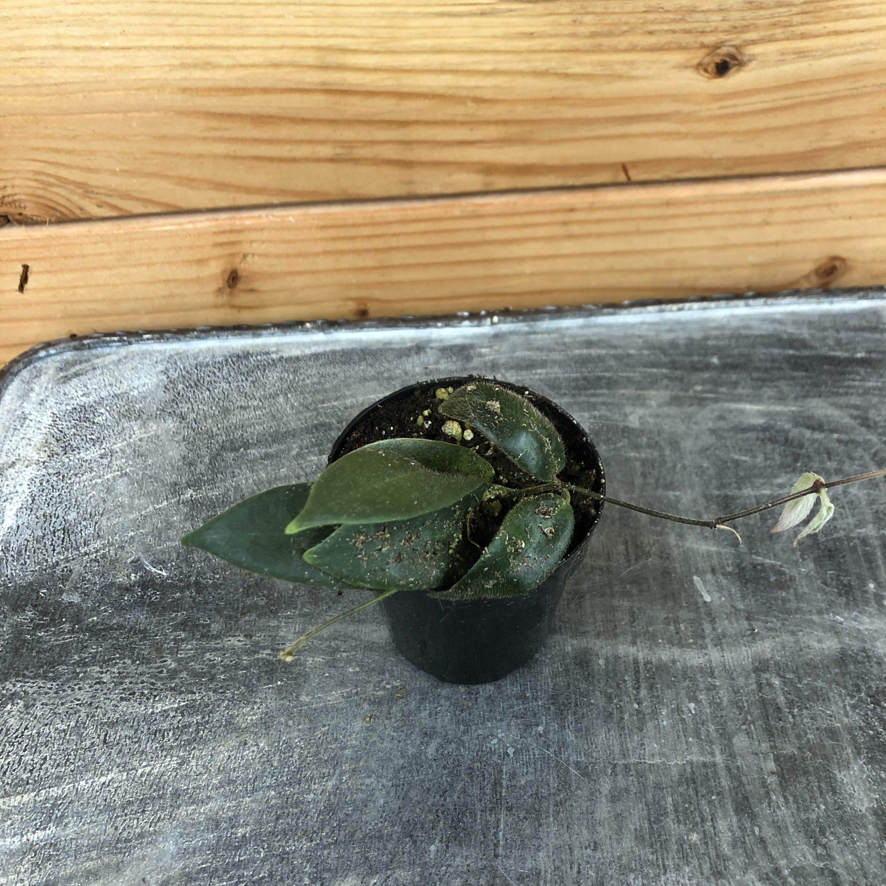 Hoya Patella Pink, 2" Plant, The Plant Farm - Walmart.com