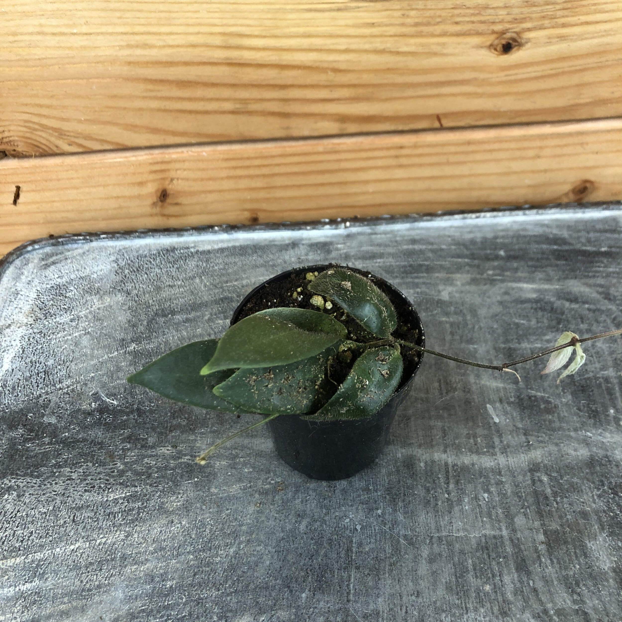 Hoya Patella Pink, 2" Plant, The Plant Farm - Walmart.com