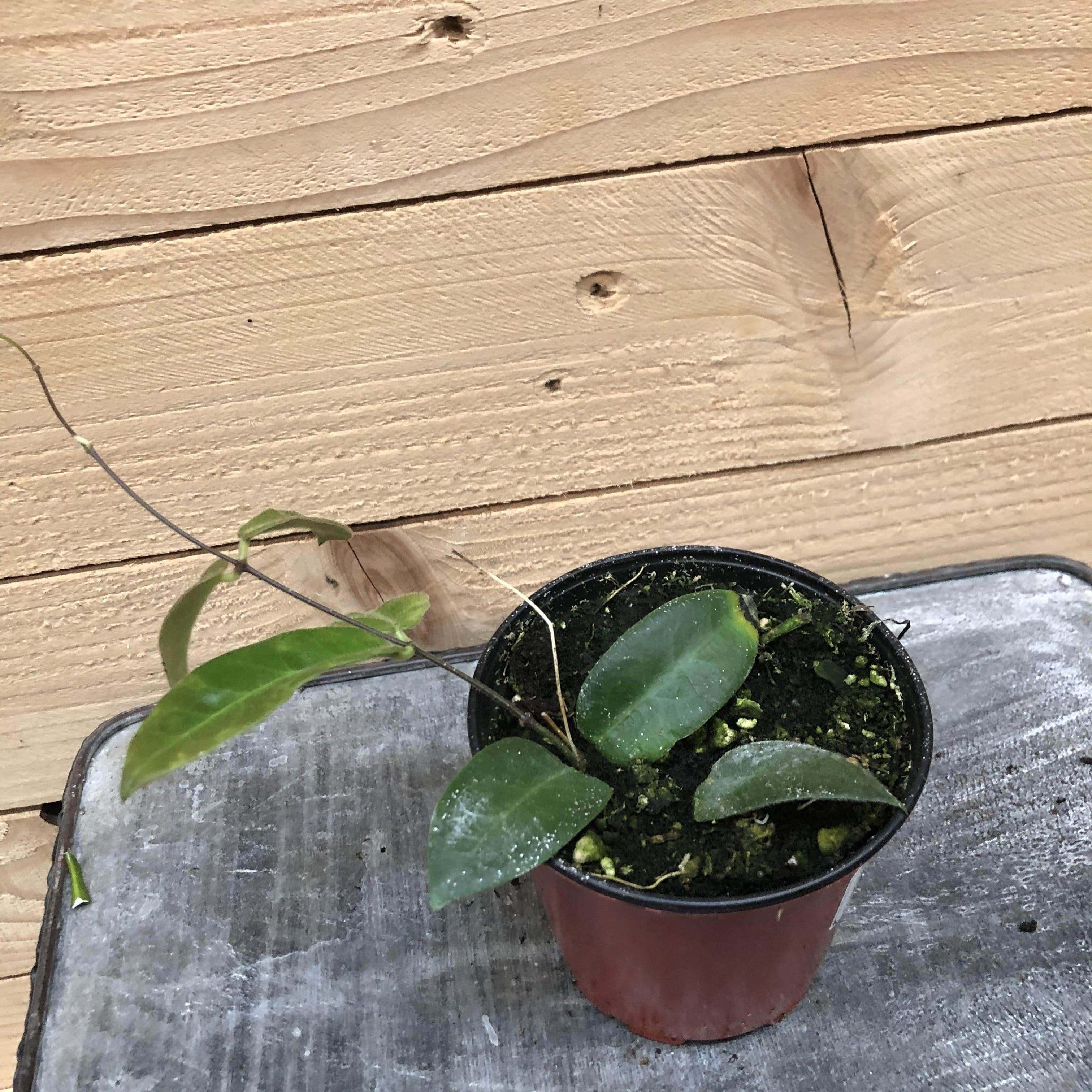 Hoya Patella Pink, 4" Plant, The Plant Farm - Walmart.com