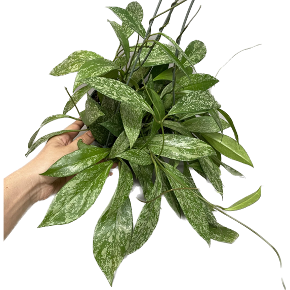 Hoya Plant Live Houseplants, Hoya Pink Flower Sliver Leaf Plant in 4 ...