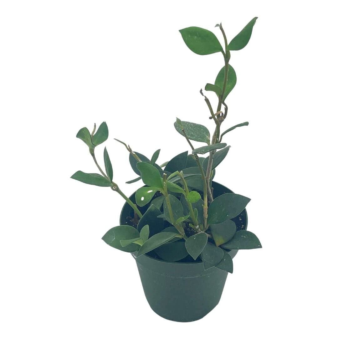 Hoya Pubera, 4 inch, Nummularioides Picta, Rare Fuzzy Leaves Hoya ...