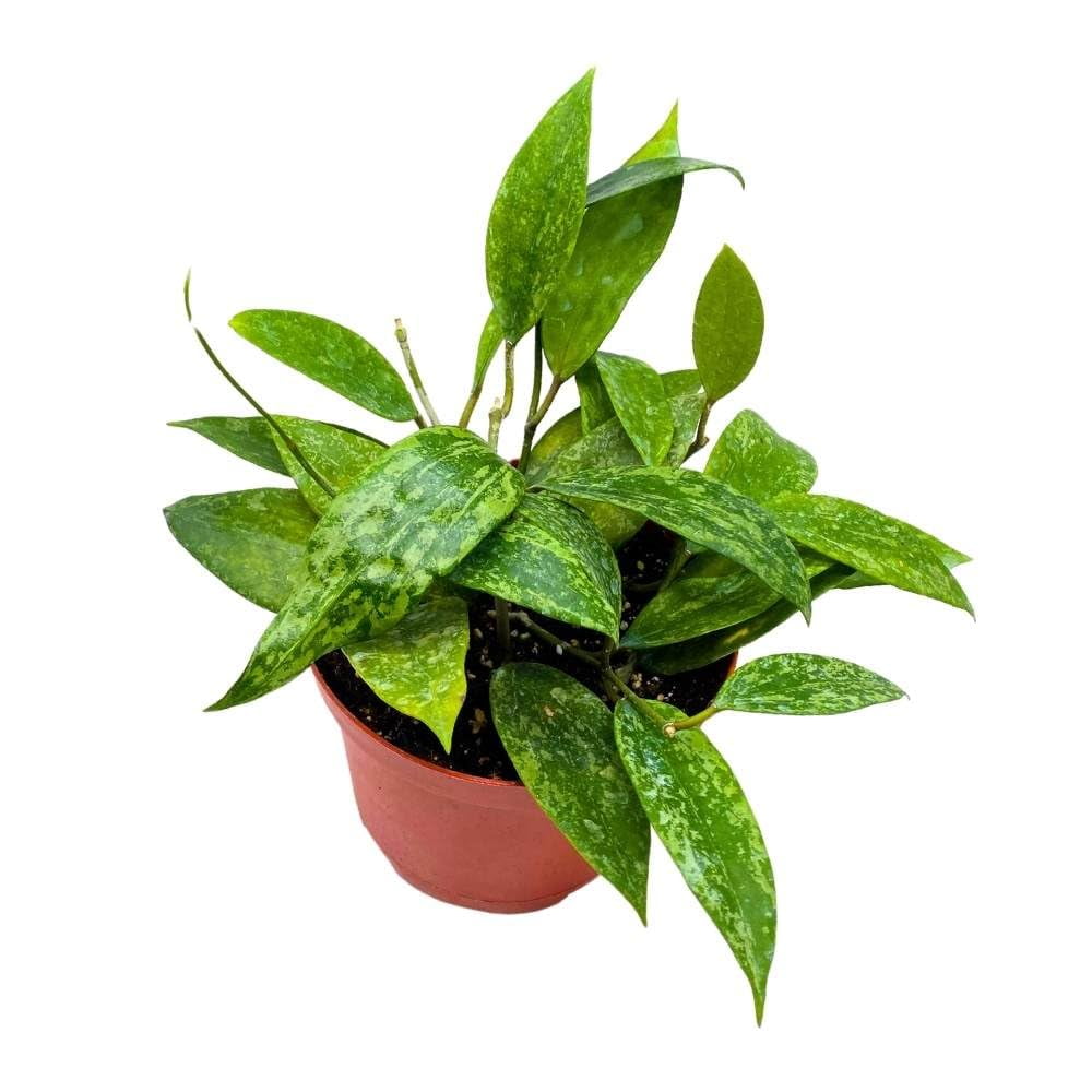 Hoya Rangsan, 6 inch Latifolia, Pink Flower Vining Wax Plant - Walmart.com