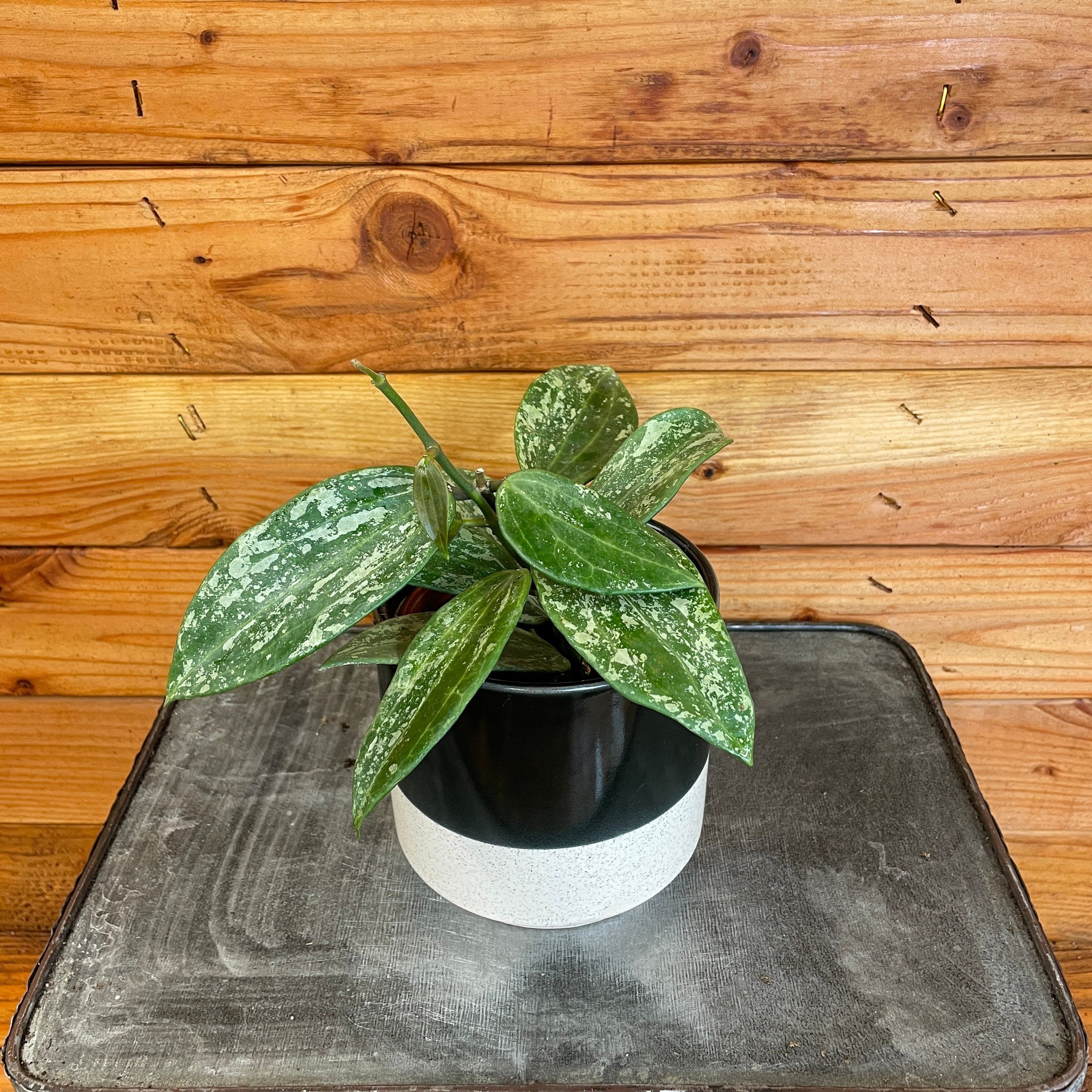 Hoya Rangsan Splash, 4" Plant, The Plant Farm - Walmart.com