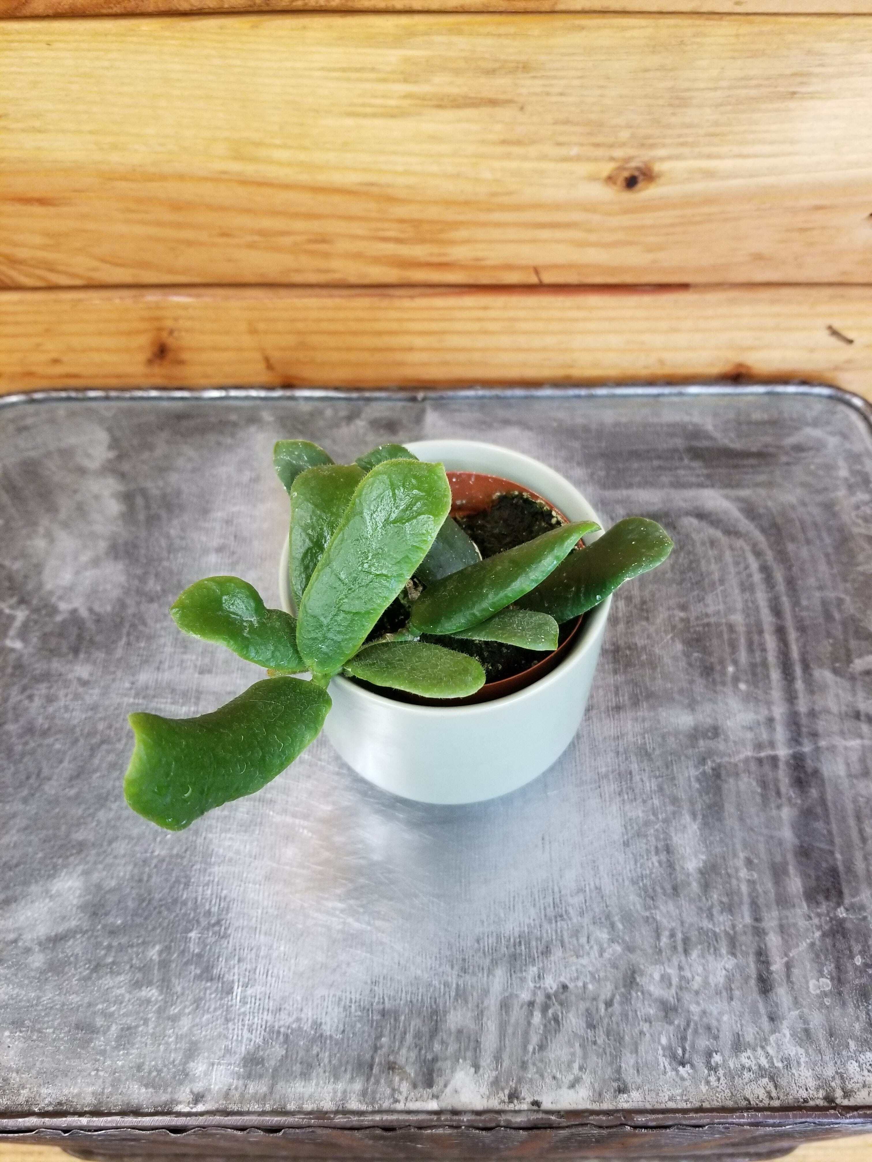 Hoya Rotundiflora, 2" Plant, The Plant Farm - Walmart.com