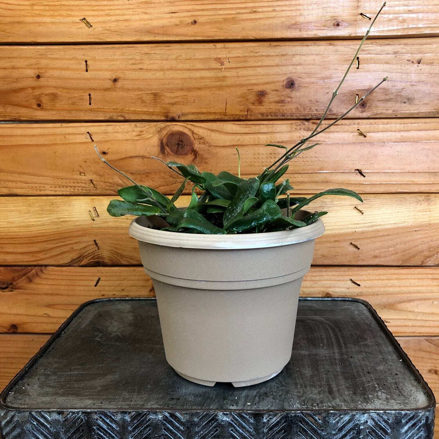 Hoya Rotundiflora, 6" Plant - Walmart.com