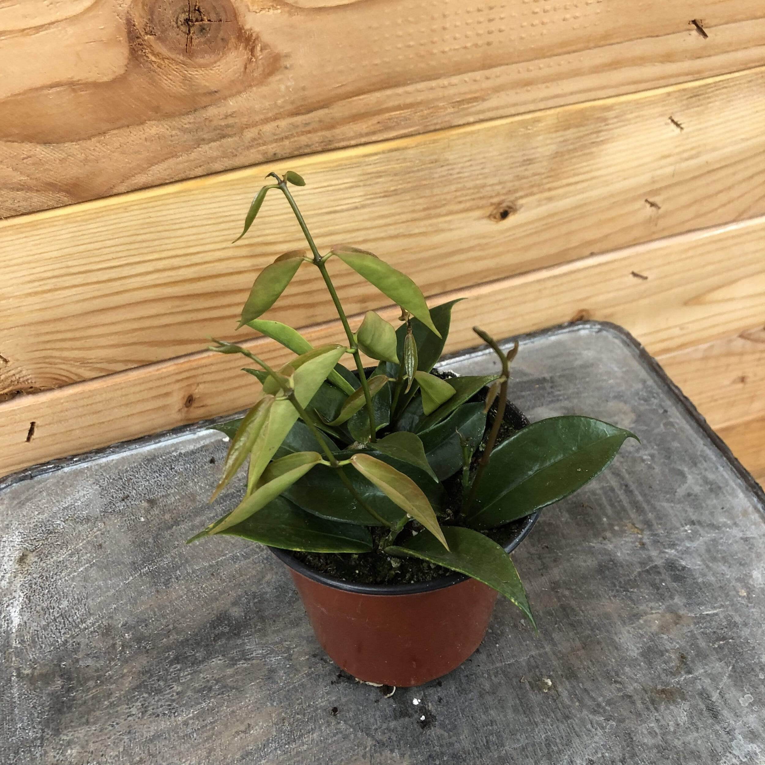 Hoya Rubida, 4" Plant, The Plant Farm - Walmart.com