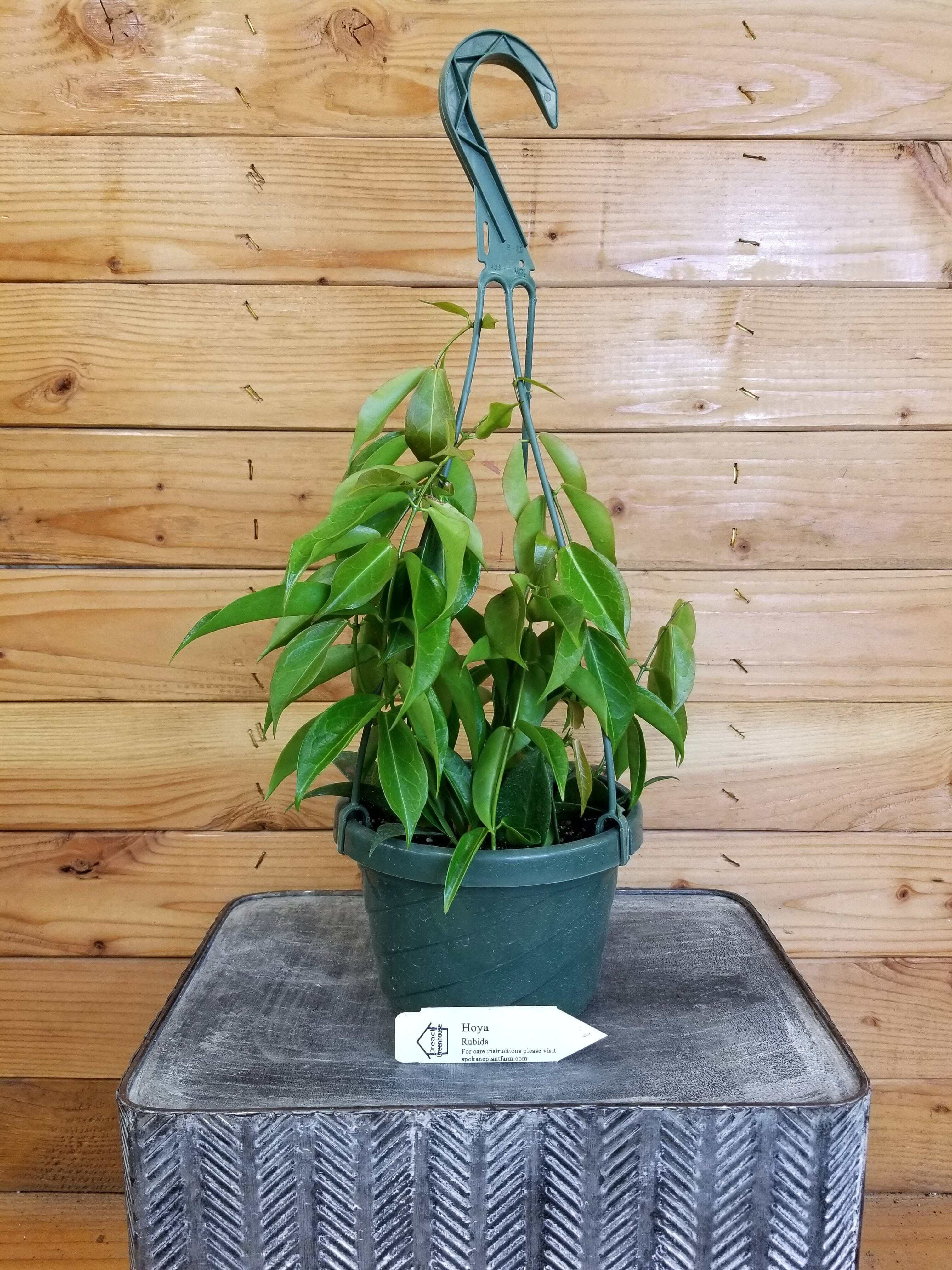 Hoya Rubida, 6" Plant, The Plant Farm - Walmart.com