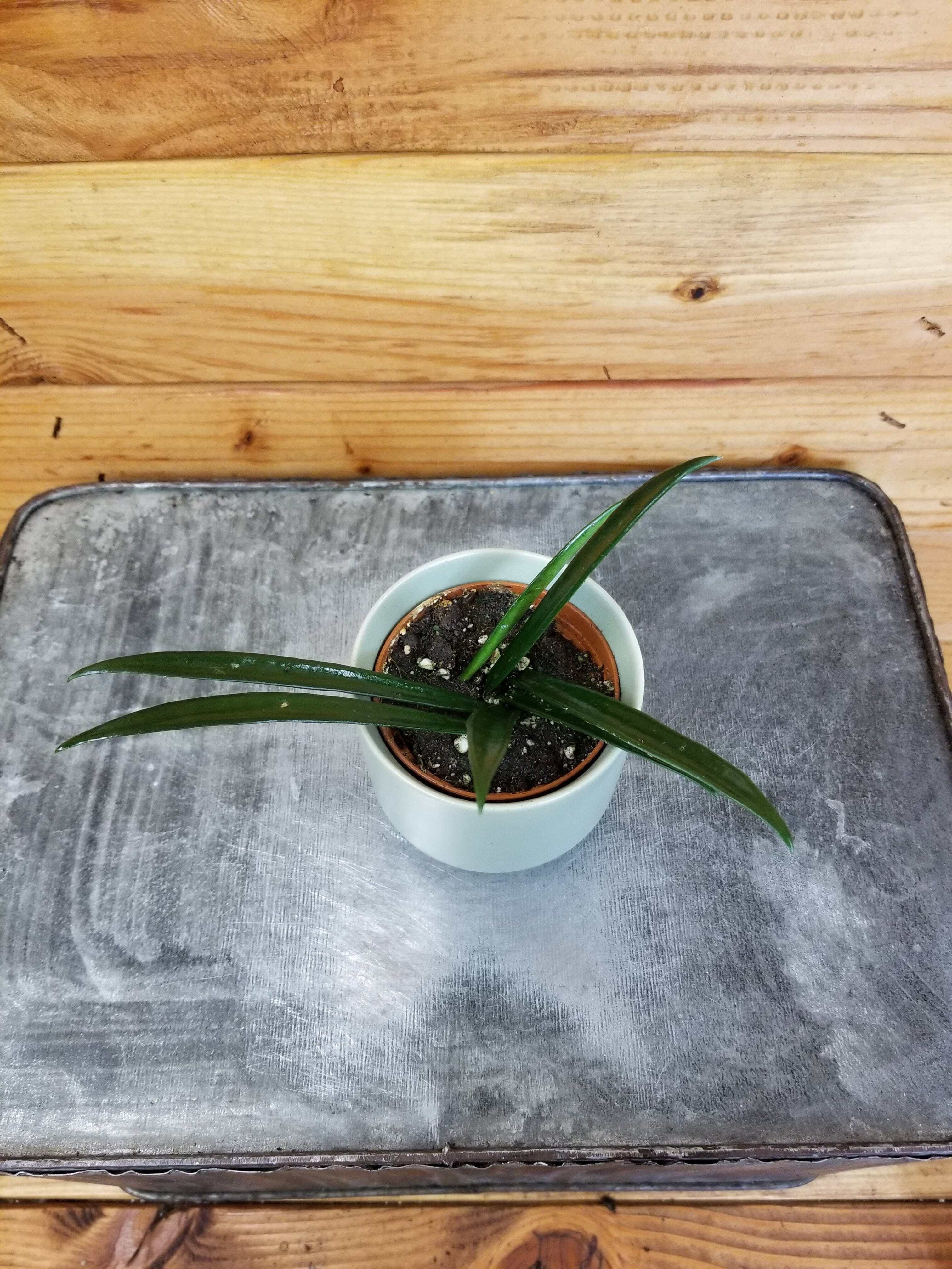 Hoya Shepherdii, 2" Plant - Walmart.com