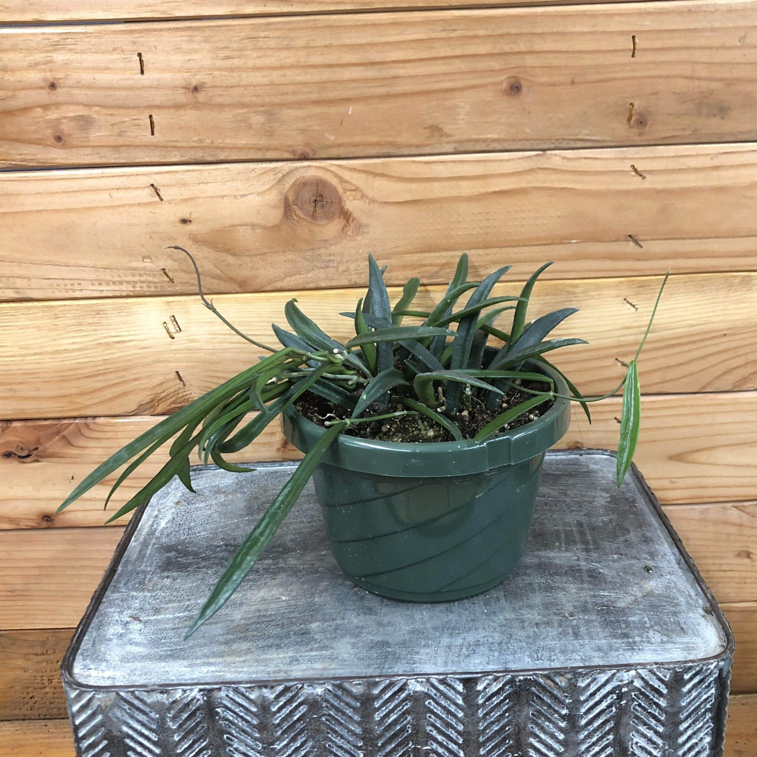 Hoya Shepherdii, 6" Plant, The Plant Farm - Walmart.com