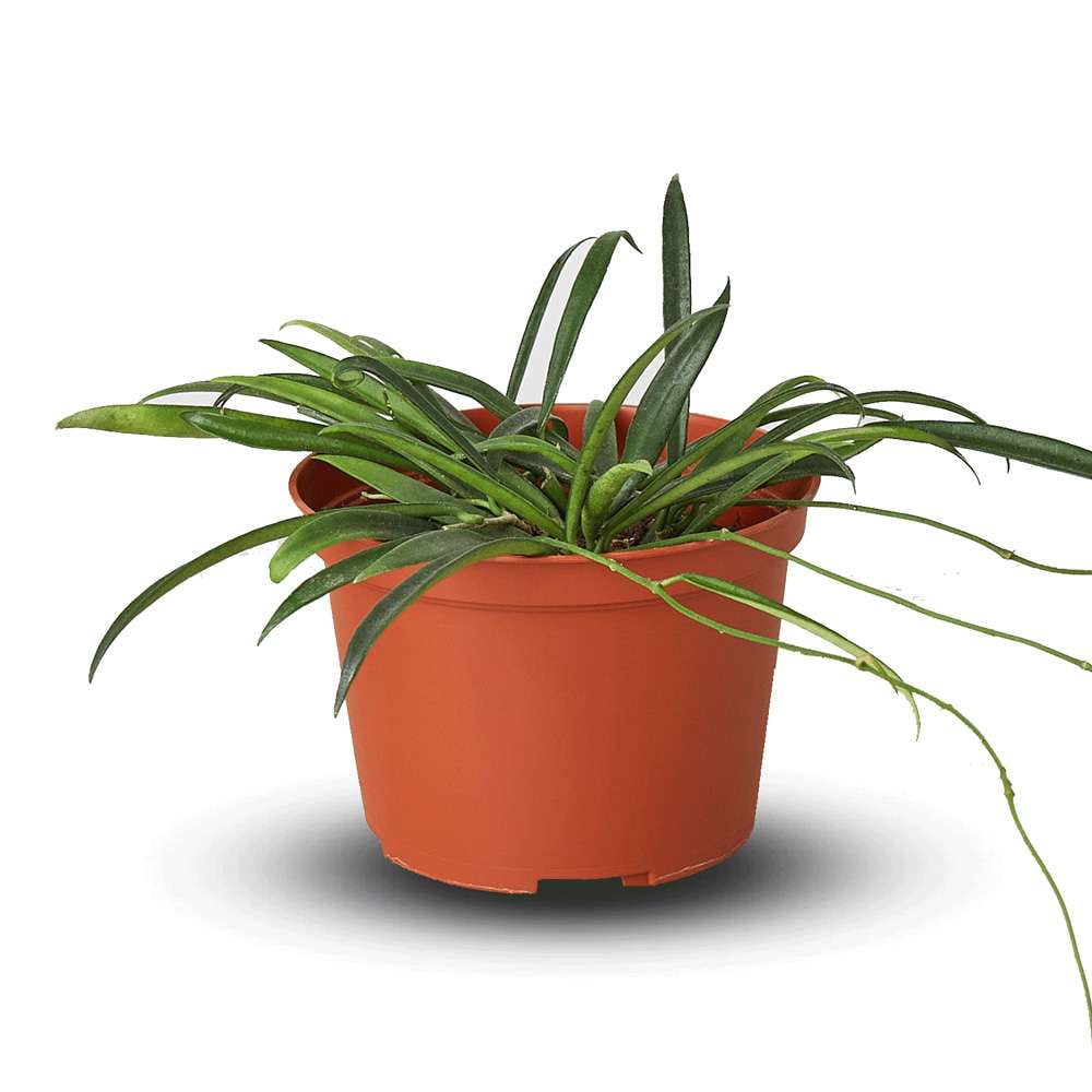 Hoya 'String Bean' Live Plant for Indoor | Different Houseplants in 4 ...