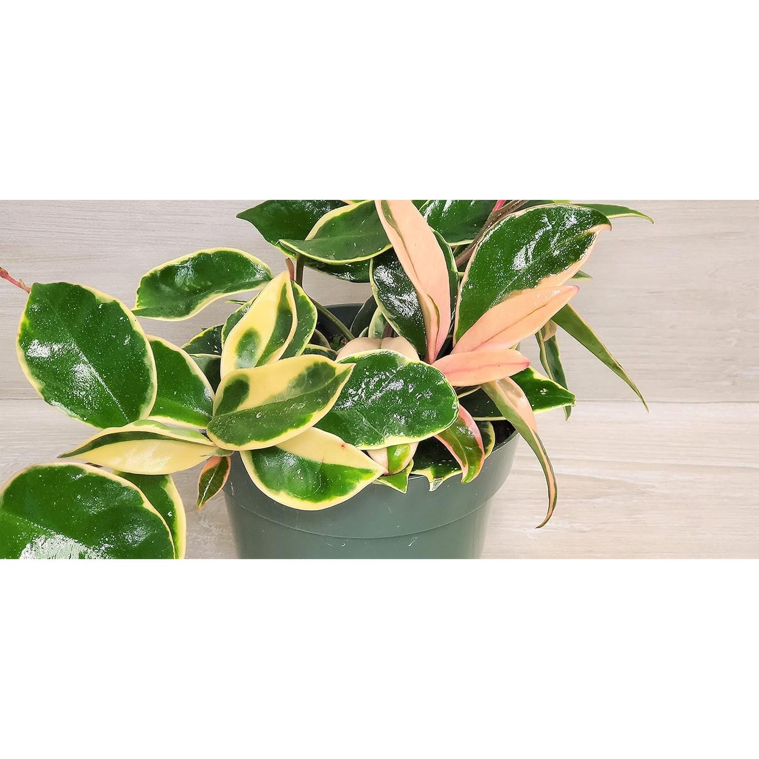 Hoya Tricolor Carnosa Krimson Queen Variegated Live Houseplants ...