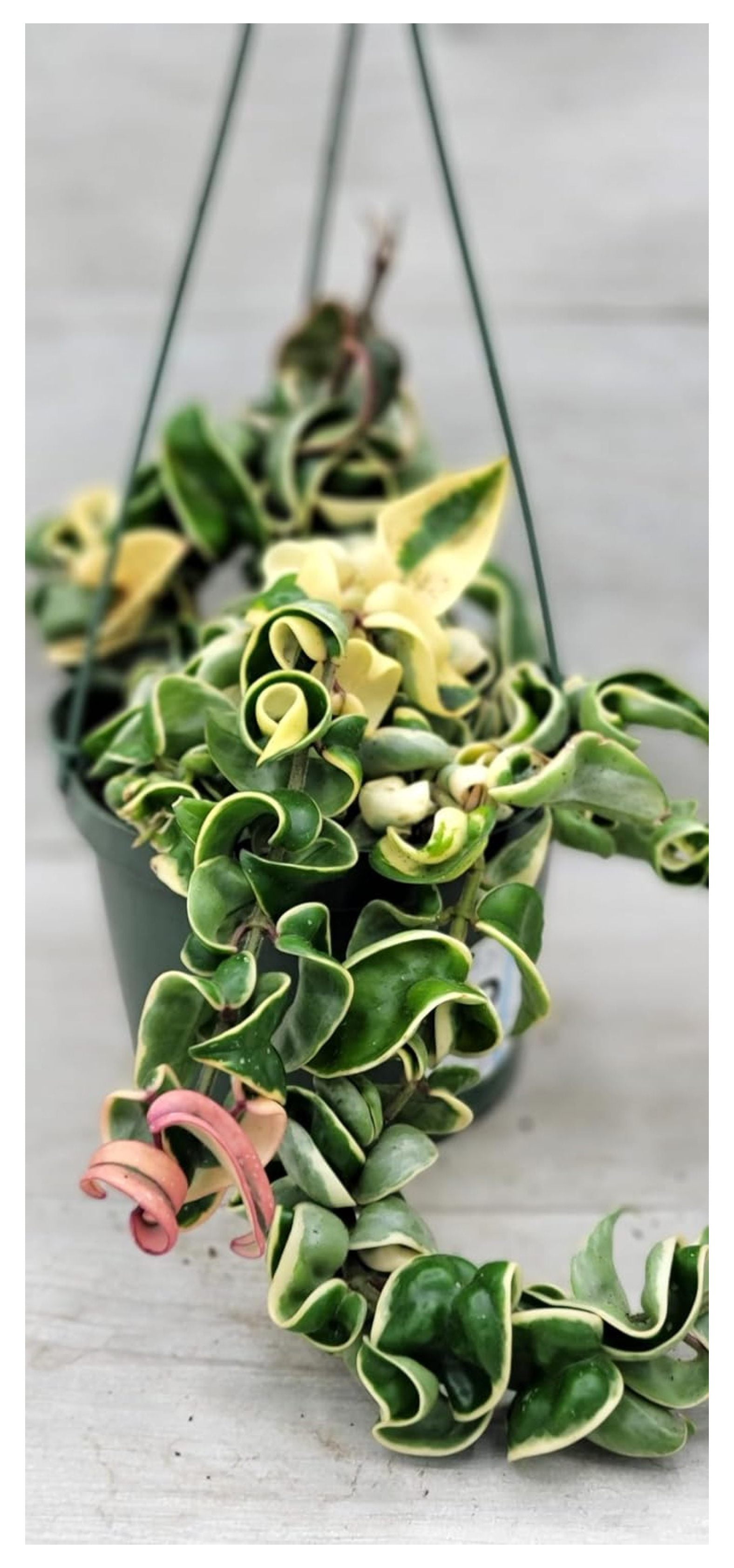 Hoya Variegated Compacta aka Variegated Hindu Rope Live Rare House ...
