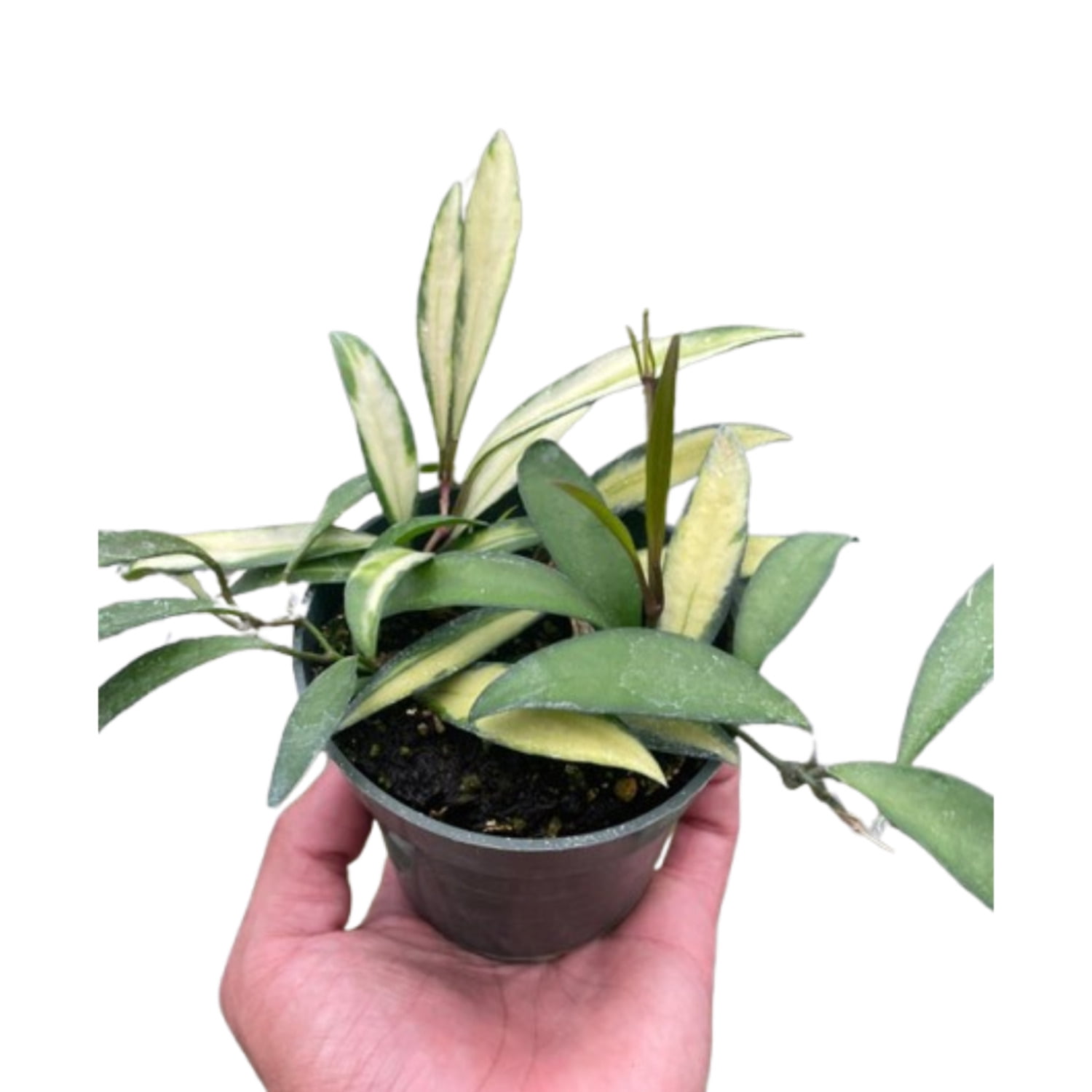 Hoya Wayetii Variegated, 4" Pot, Indoor Houseplant, Easy Care, Live ...