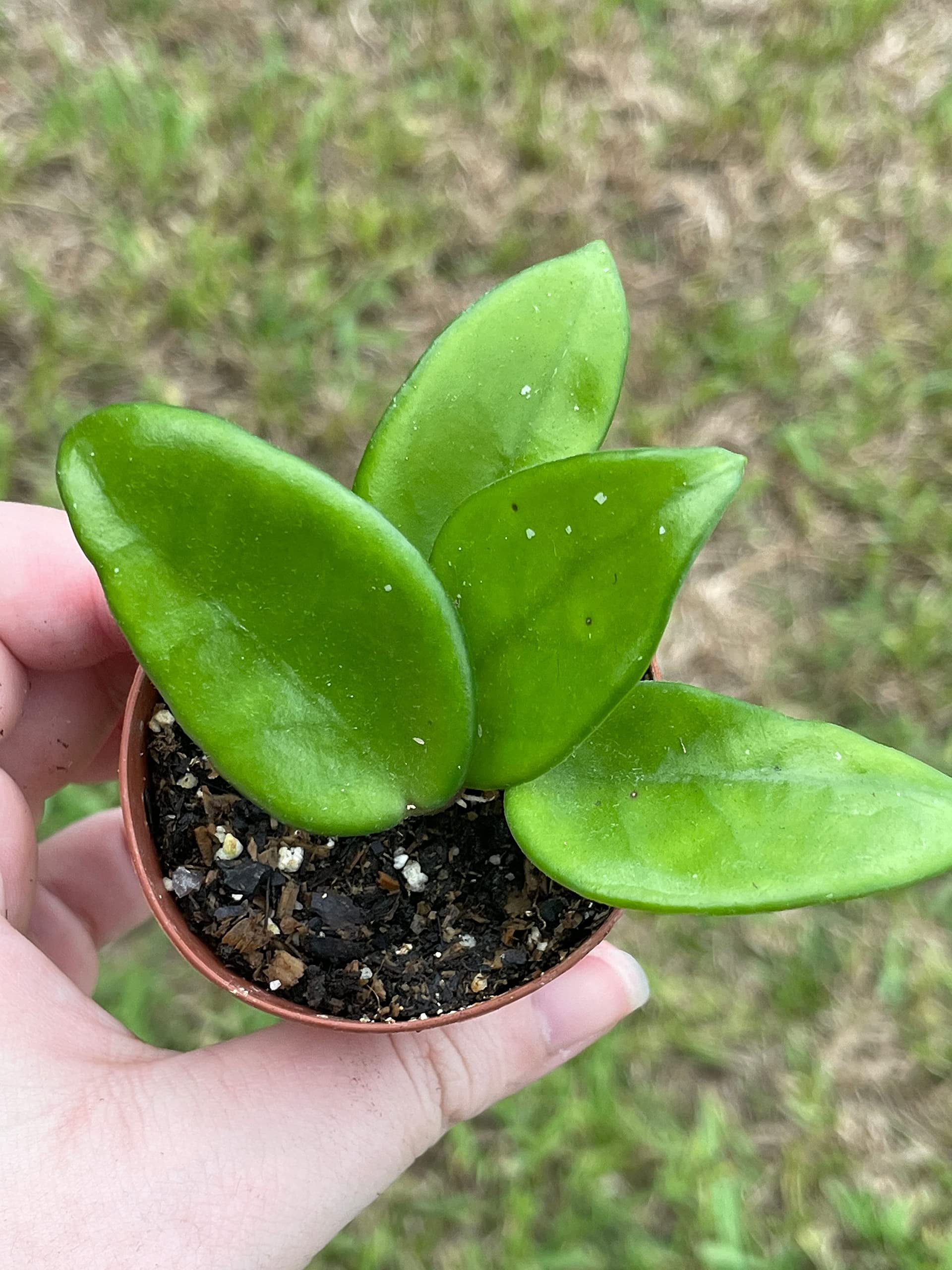 Hoya carnosa, Honeyplant, in a 2 inch Pot, Well Rooted, Perfect Starter ...