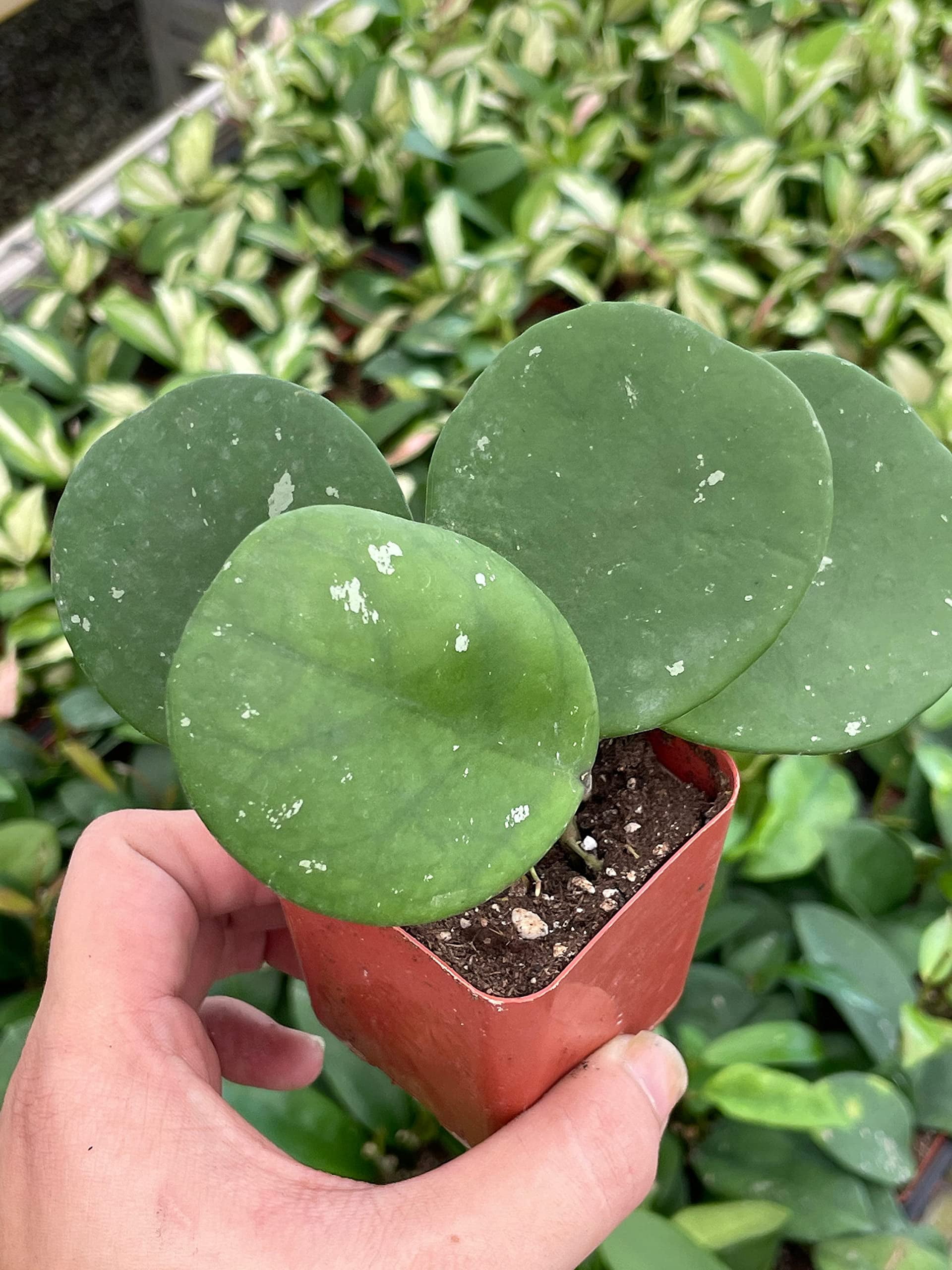 Hoya obovata Splash Variegated, Speckled with Freckles, Sweetheart ...