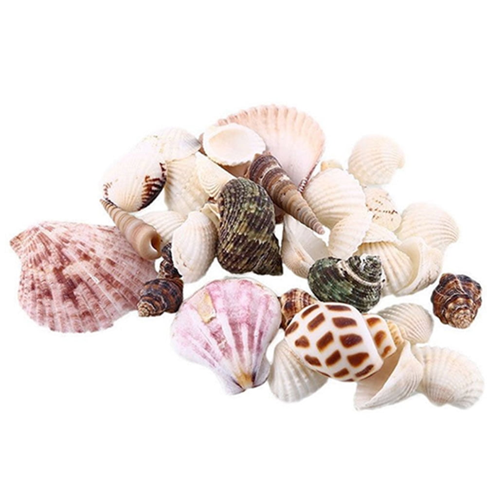 Huanledash 100g Mixed Mix Sea Shells Shell Craft Seashells Home ...