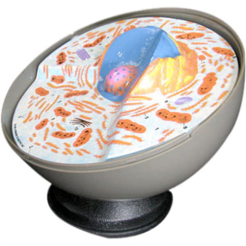 Hubbard Scientific Animal Cell Model - 8 inch diameter - Walmart.com