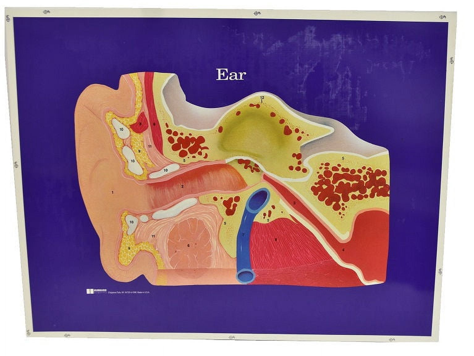Hubbard Scientific Printed Sheet-Ear Model 2650001 - Walmart.com