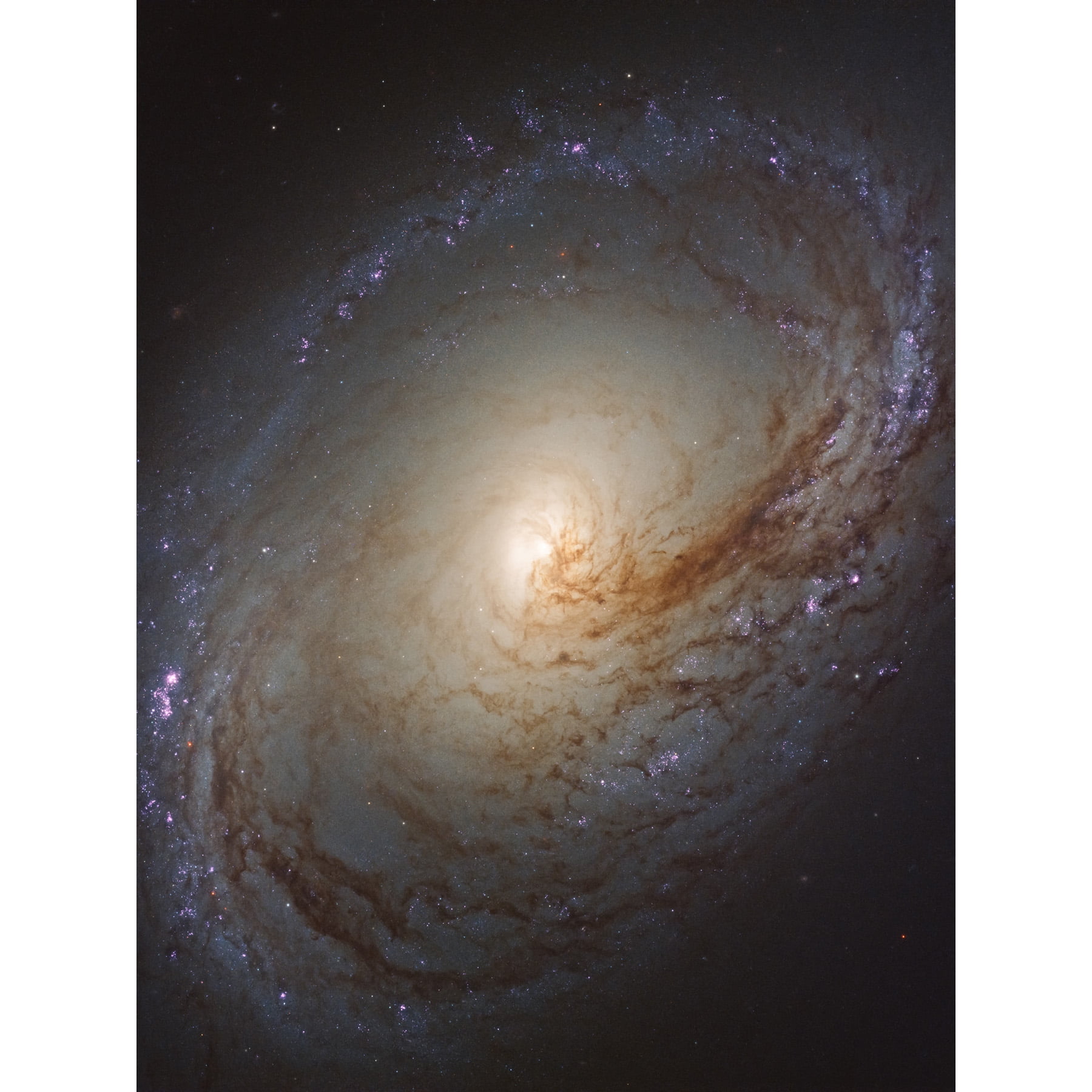 Hubble Space Telescope Image NGC 3368 Orange Blue Galaxy Also Known As ...