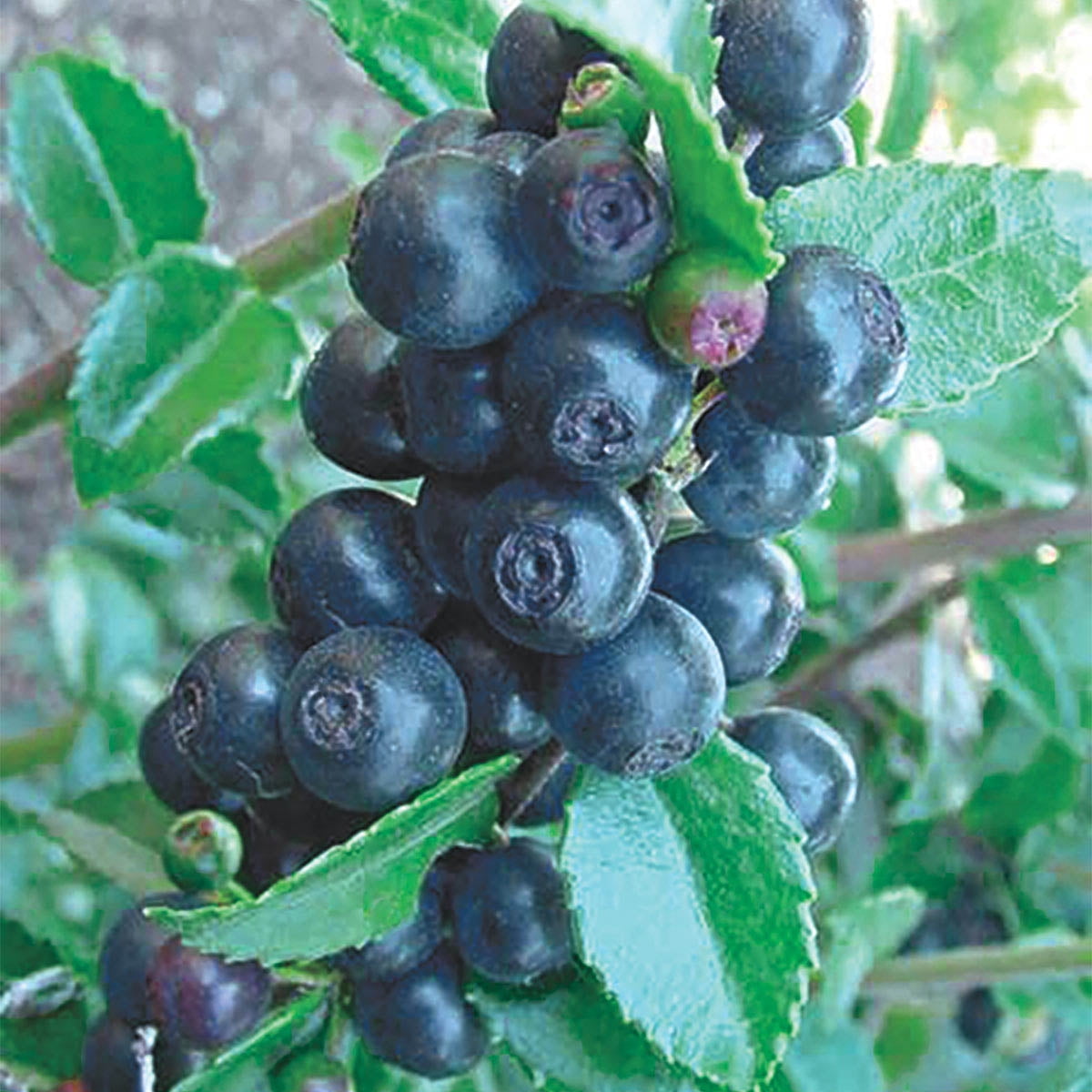 Huckleberry Bush Fruiting Starter Plant grown in 4 inch pot - Walmart.com