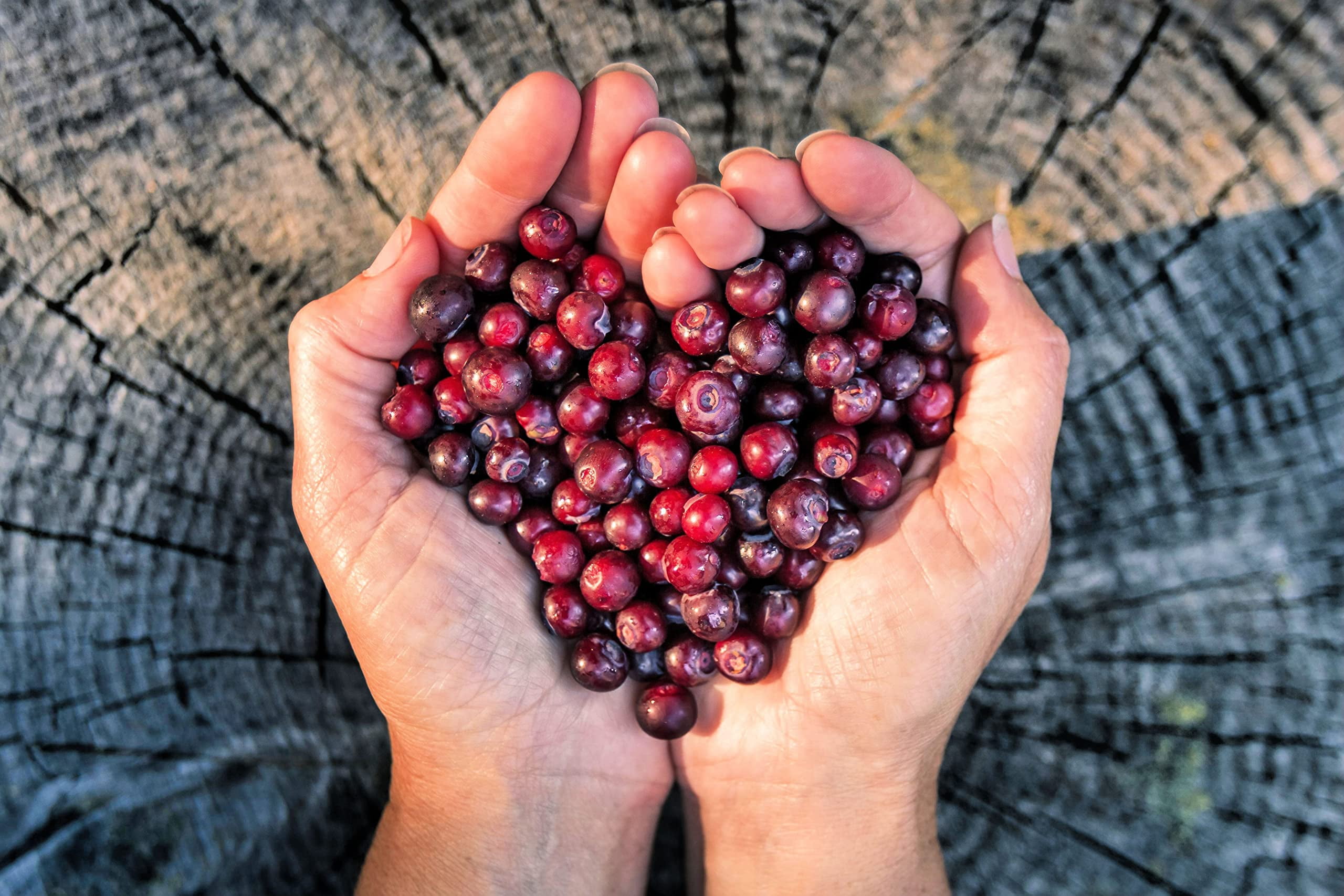 Huckleberry Seeds for Planting (30 Seeds) - Non-GMO, Easy to Grow, Rare ...