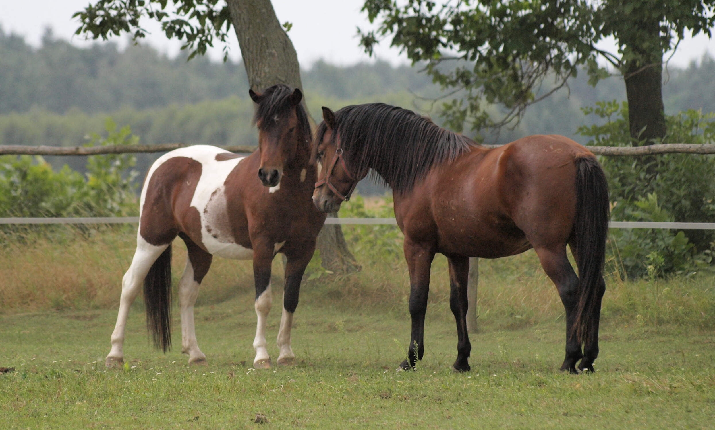 Hucul Pony GLOSSY POSTER PICTURE PHOTO PRINT BANNER CONVERSATIONPRINTS ...
