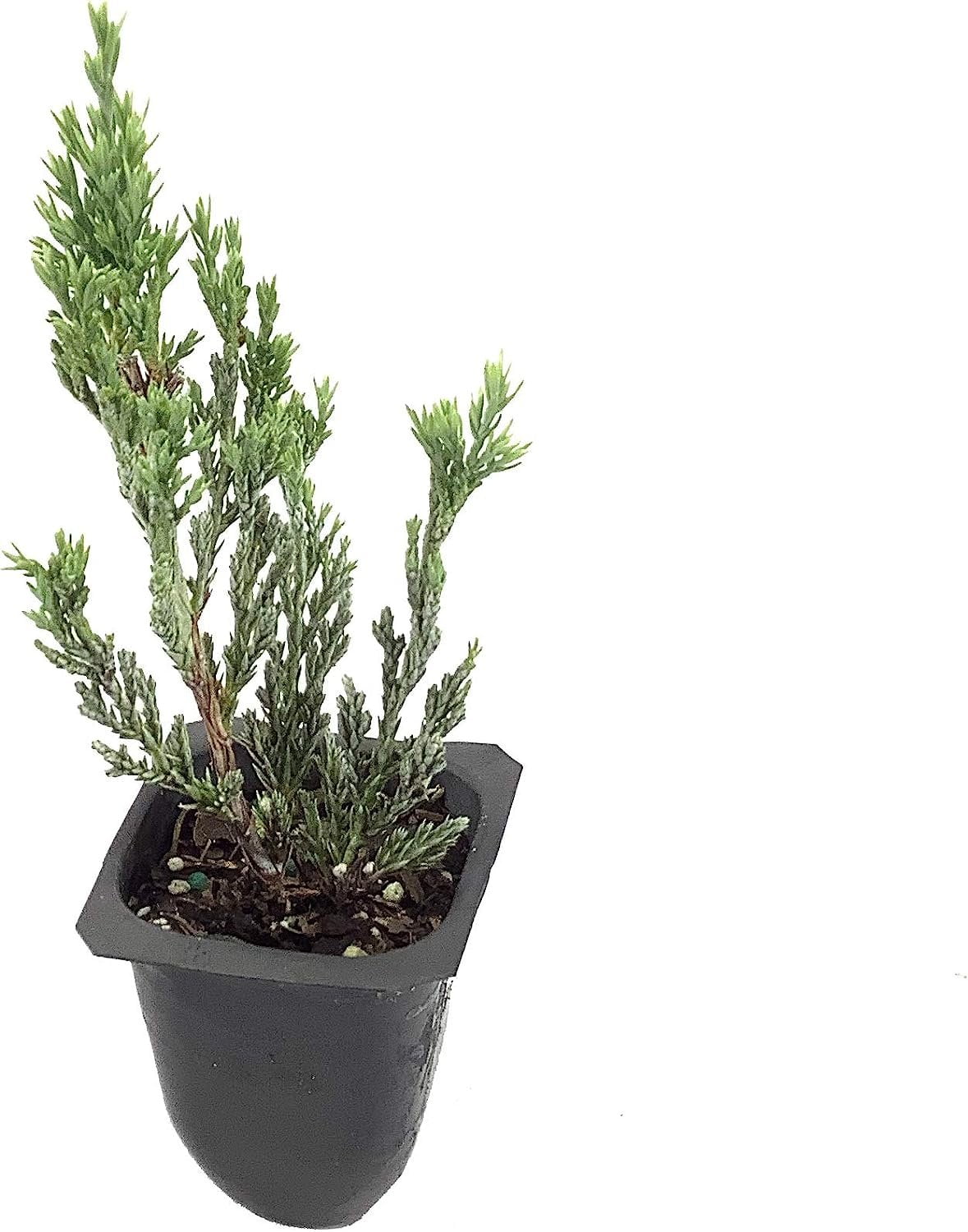 Hughes Juniper - 30 Live Plants - Juniperus Horizontalis - Drought ...