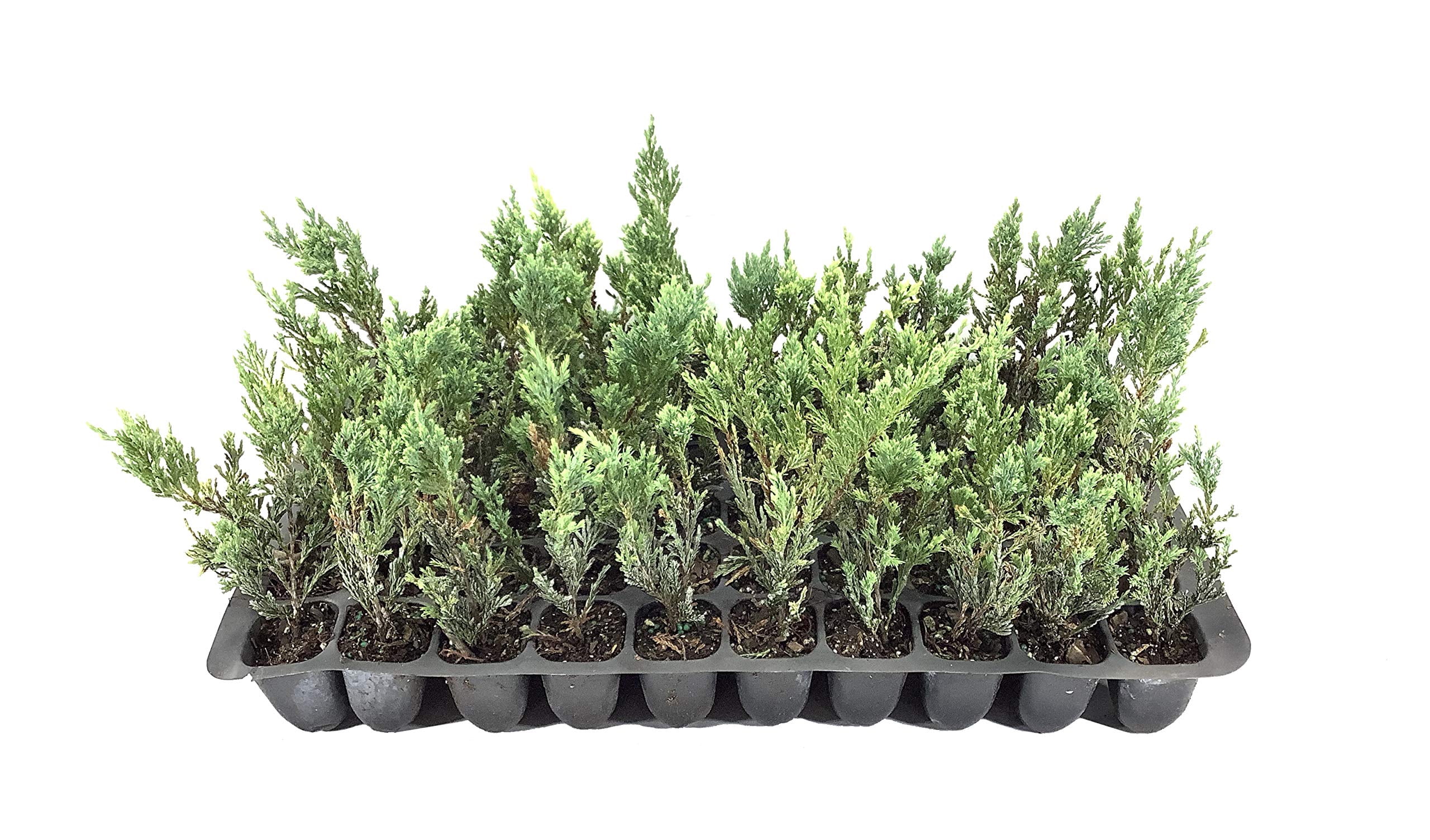 Hughes Juniper | 40 Live Plants | Juniperus Horizontalis | Ground Cover ...