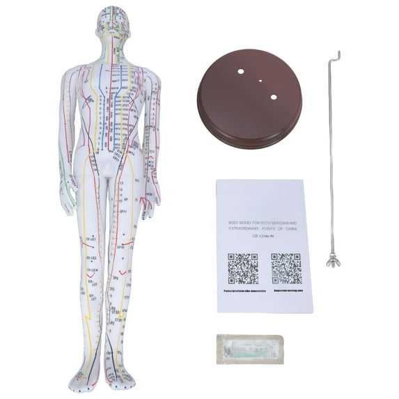 Human Acupoint Model Male & Female with Chinese Points for Student ...
