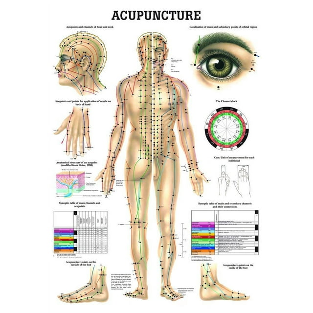 Human Acupuncture Laminated Chart