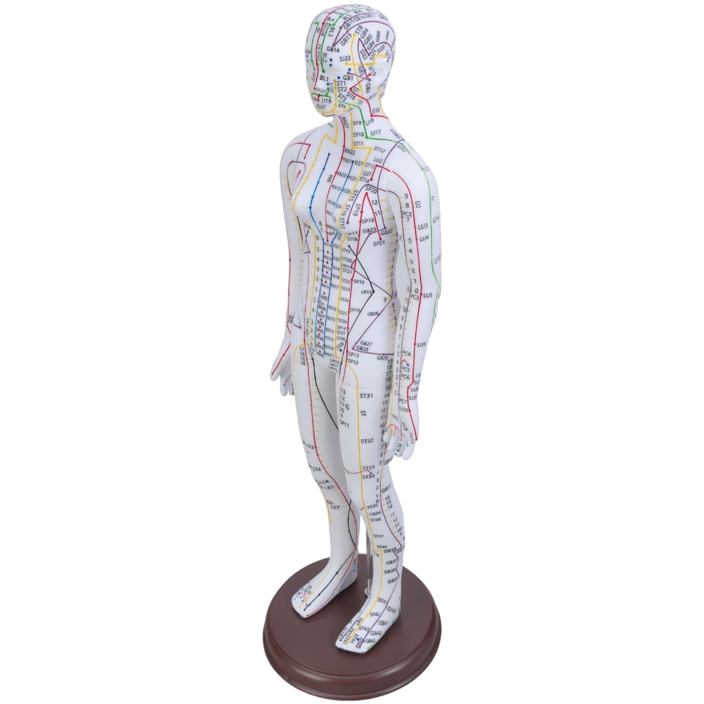 20.47Inch Male Acupuncture Model with Meridian Points Female ...