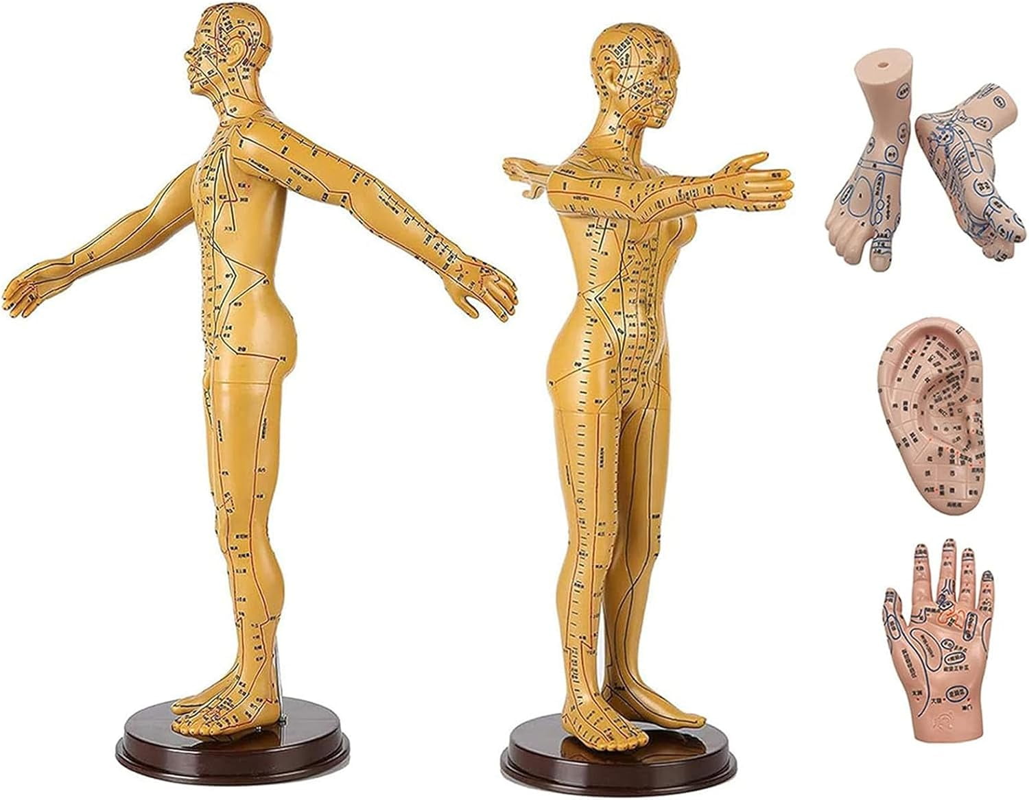 Human Acupuncture Model with Acupuncture Points, Male and Female ...