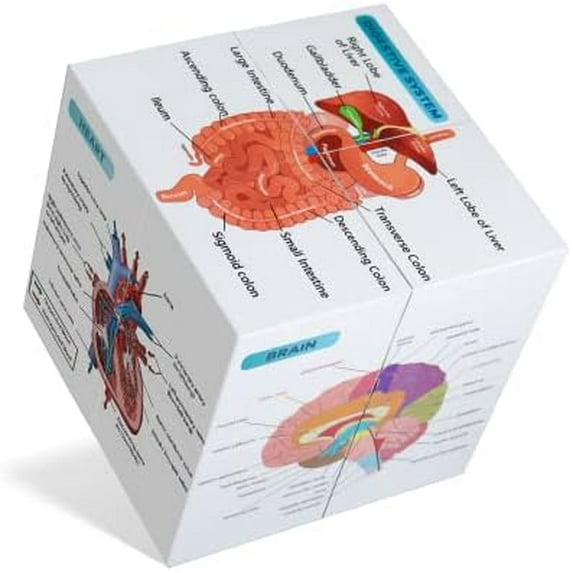 Human Anatomical Poster Set Anatomy Study Cube Medical Student Learning ...