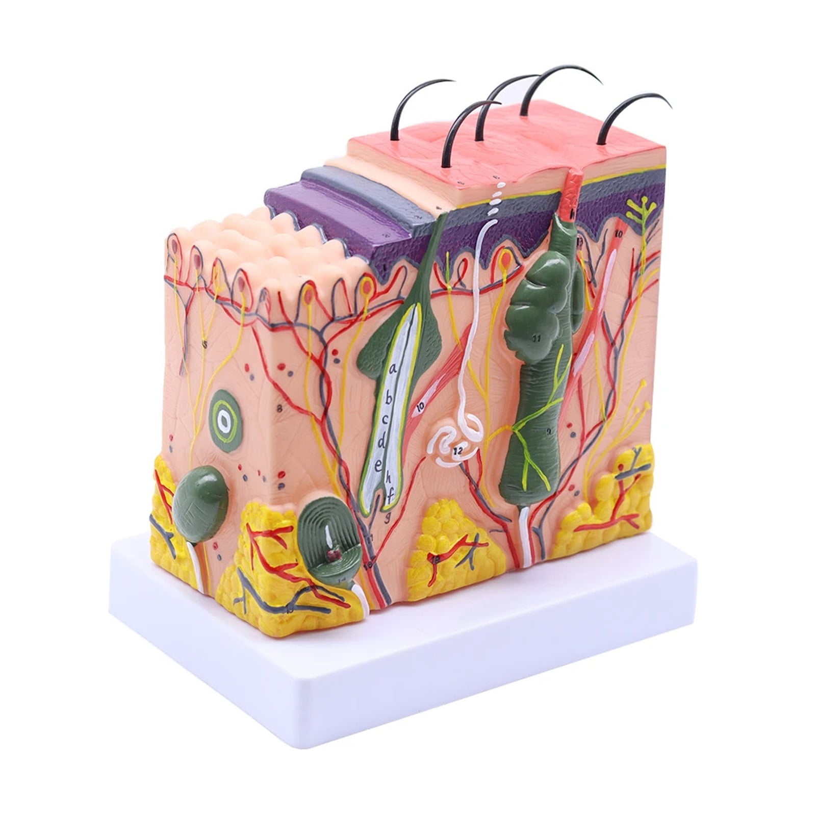 Human Anatomical Skin Subcutaneous Tissue Dissection Model Medical ...