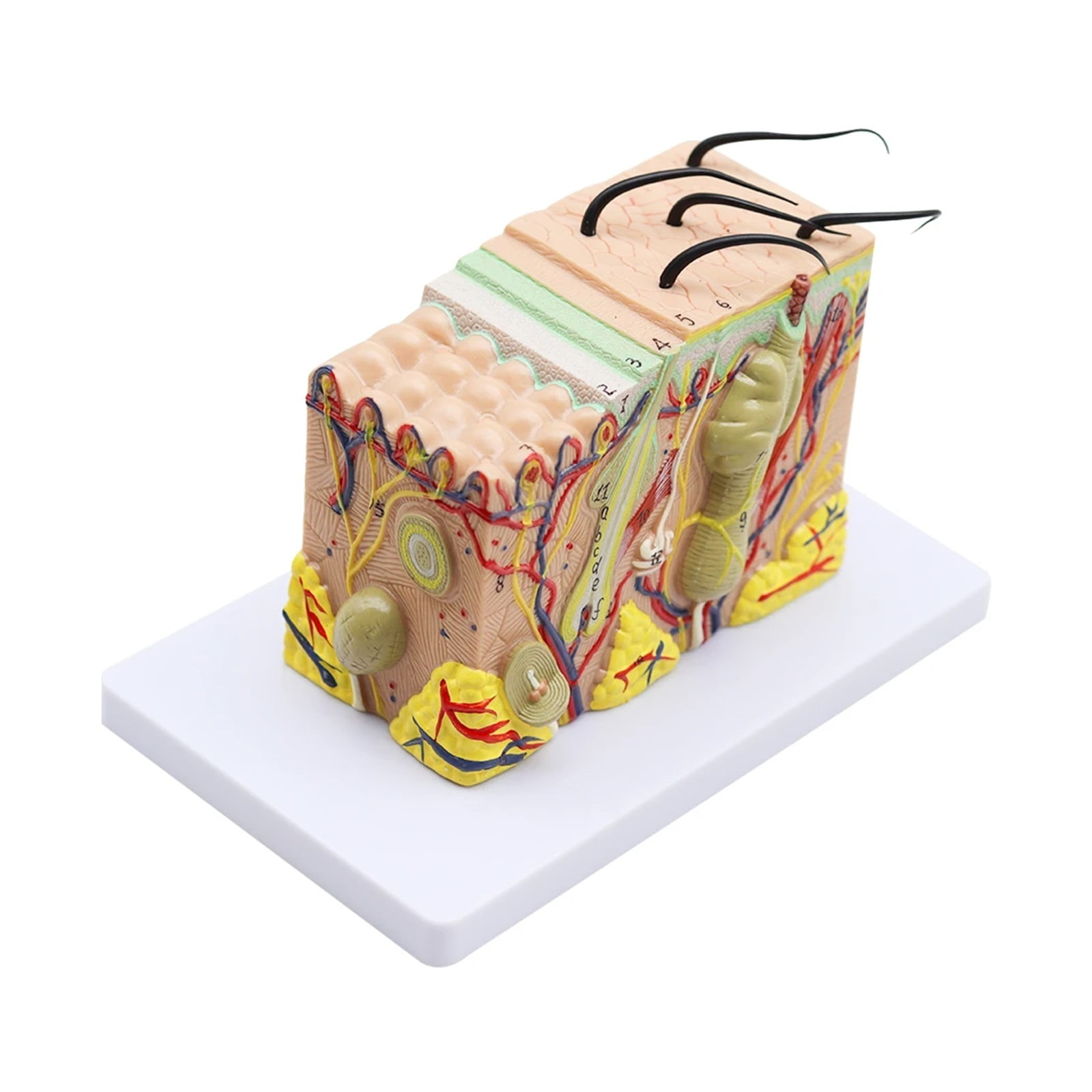 Human Anatomical Skin Subcutaneous Tissue Dissection Model Medical ...