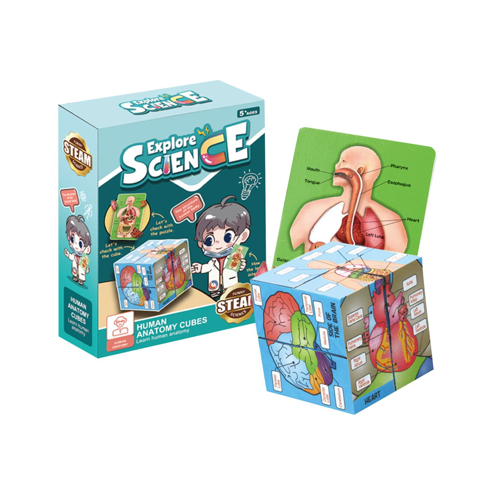 Human Anatomical Study Cube Medical Student Learning Tool Anatomy Cubes ...