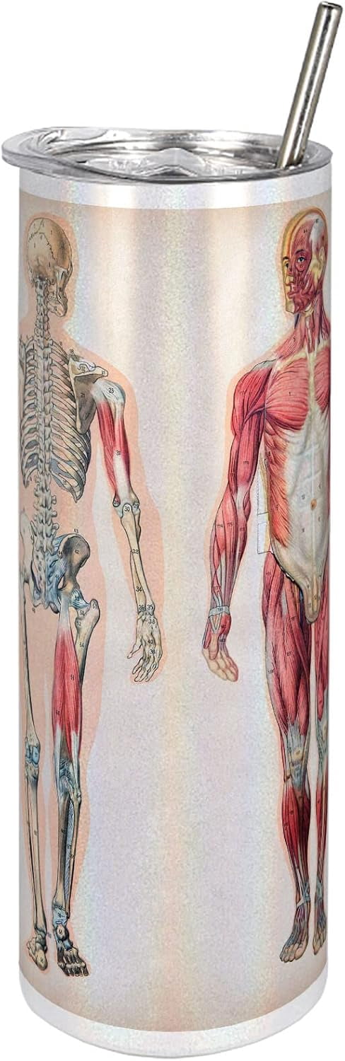 Human Anatomy 20 Oz Skinny Tumbler, Vintage Chart of Body Front Back ...