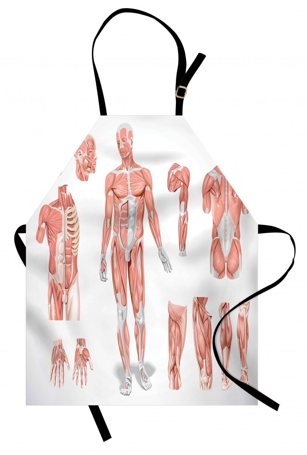 Human Anatomy Apron Inner Muscle System Skin Structure with Cells ...