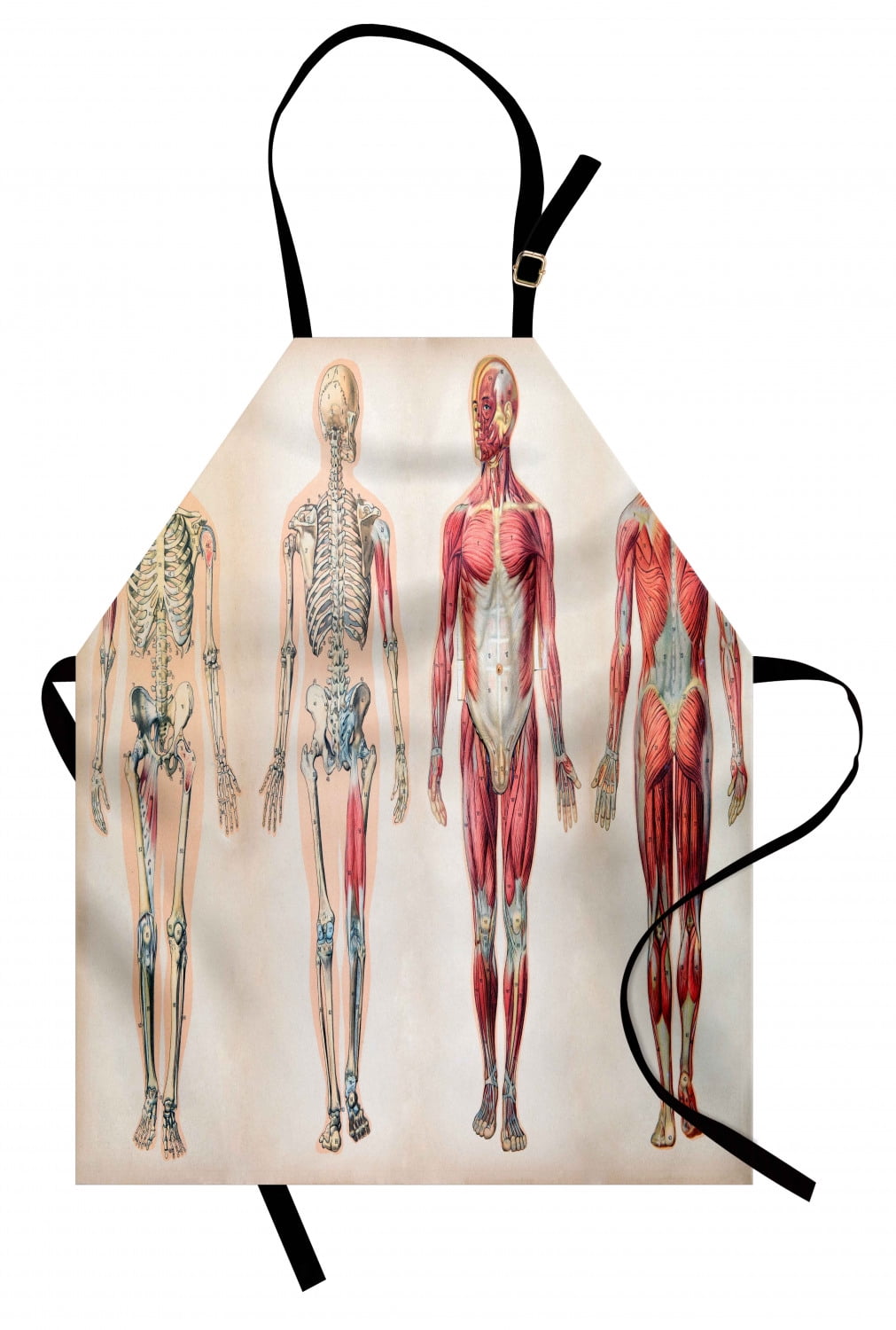Human Anatomy Apron Vintage Chart of Body Front Back Skeleton and ...