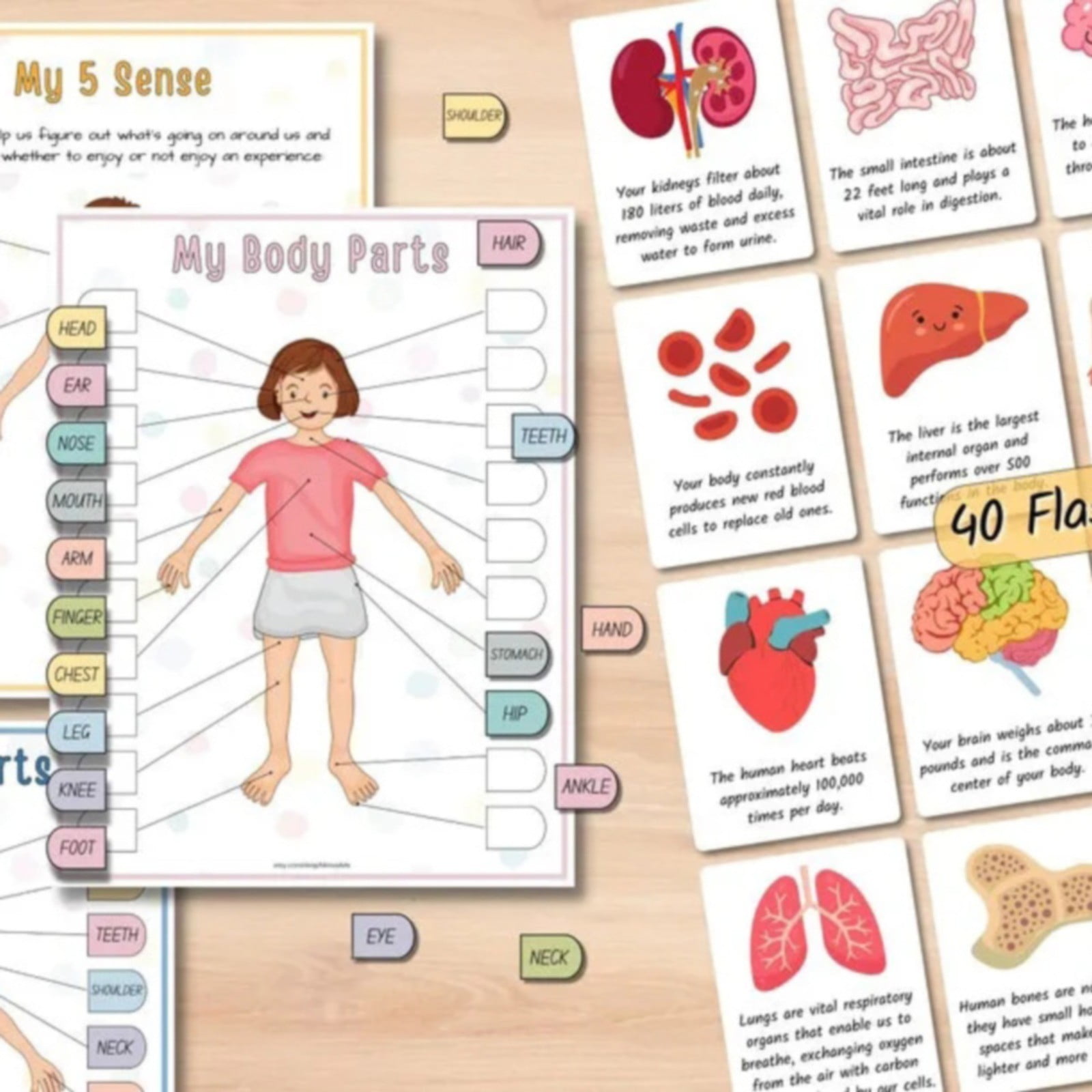 Human Anatomy Busy Book Human Body Anatomy Busy Book for Kids ...