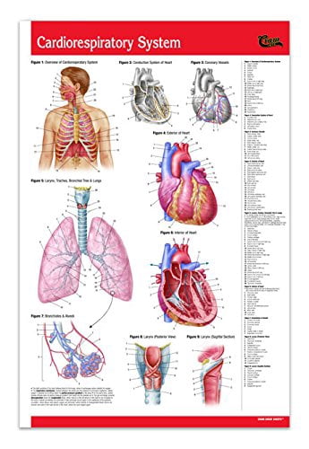 Human Anatomy - Cardiorespiratory System - Cardiovascular Physiology ...