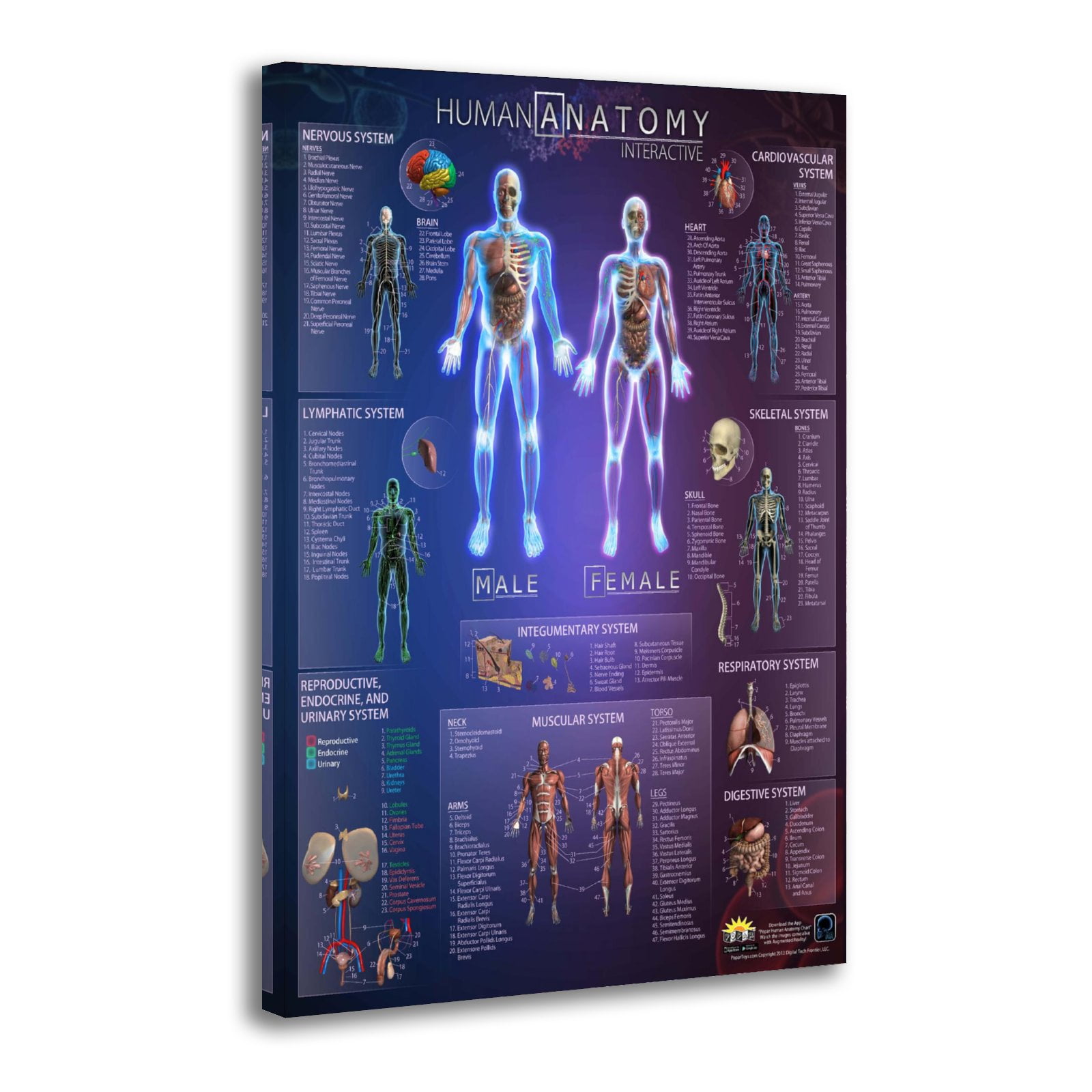 Human Anatomy Chart Print Photo Art Painting Canvas Poster Home ...