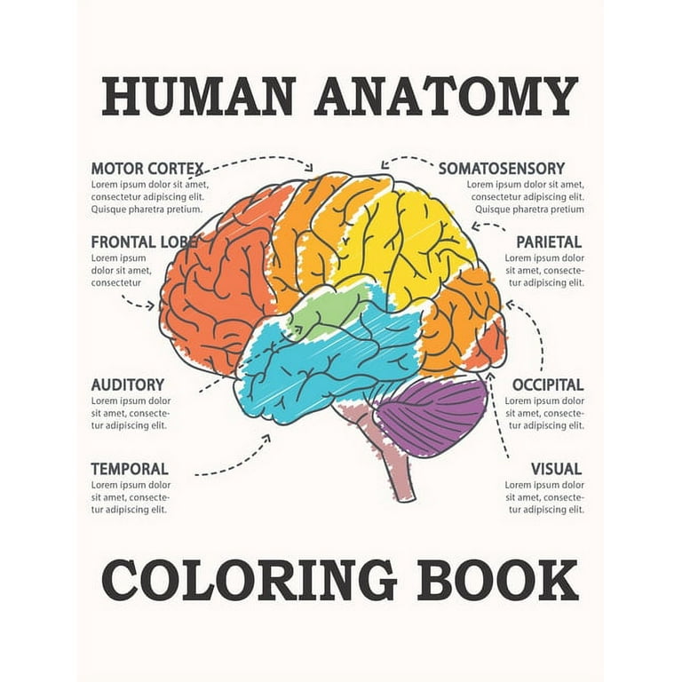 brain anatomy coloring pages