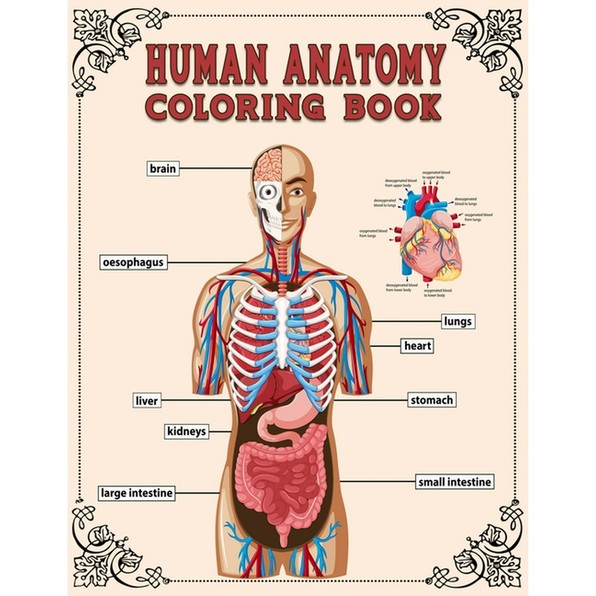 Anatomy Bones Coloring Pages