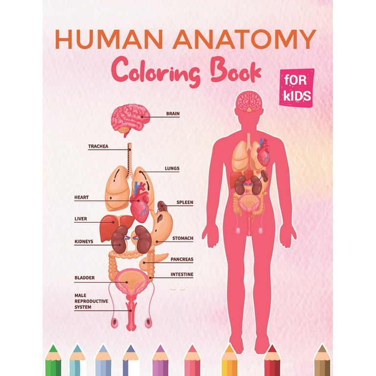 kids anatomy coloring pages