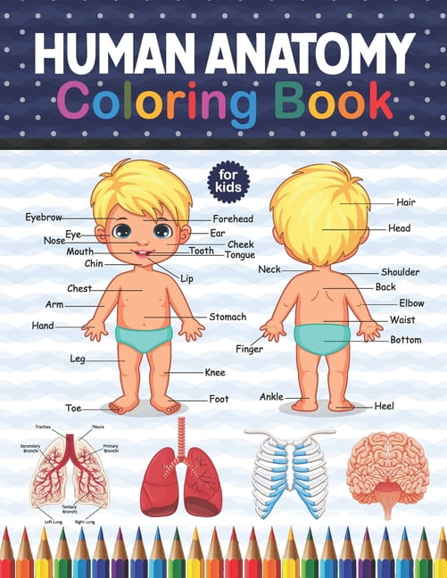 Human Anatomy Coloring Book For Kids : Human Body Student's Self-Test ...