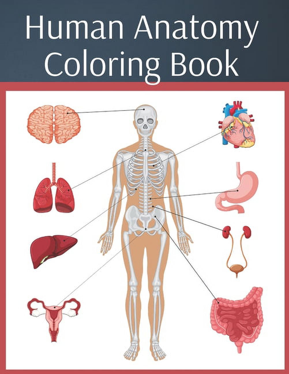 Human Anatomy Coloring Book: colouring workbook medical physiology ...