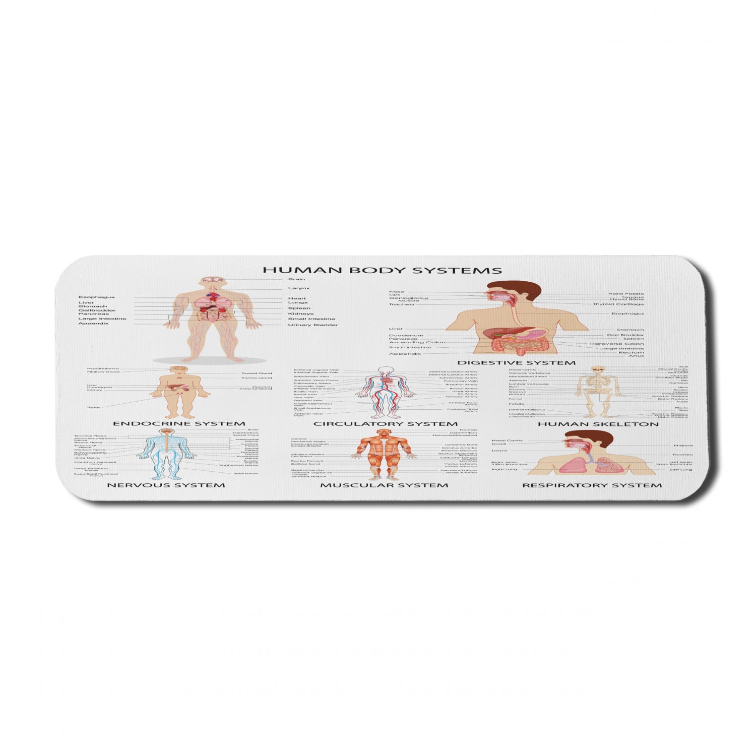 Human Anatomy Computer Mouse Pad, Complete Chart Different Organ Body ...