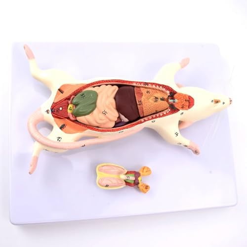 Human Anatomy Cube，Anatomically Medical Model, Skull Model Skeleton Anatomy Model,Rat Anatomy ...